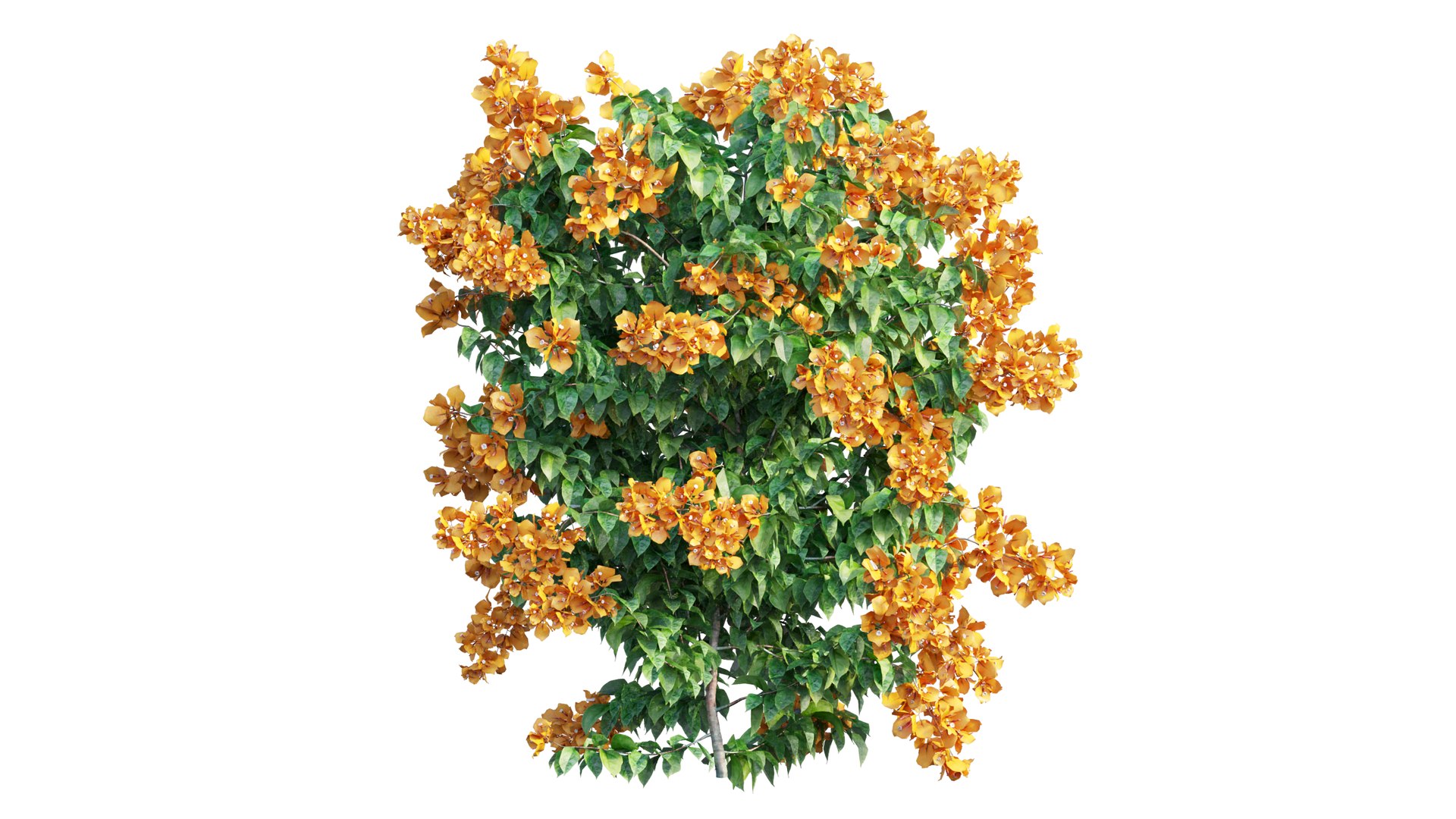 Bougainvillea Plant Set 31 3d Turbosquid 1982690