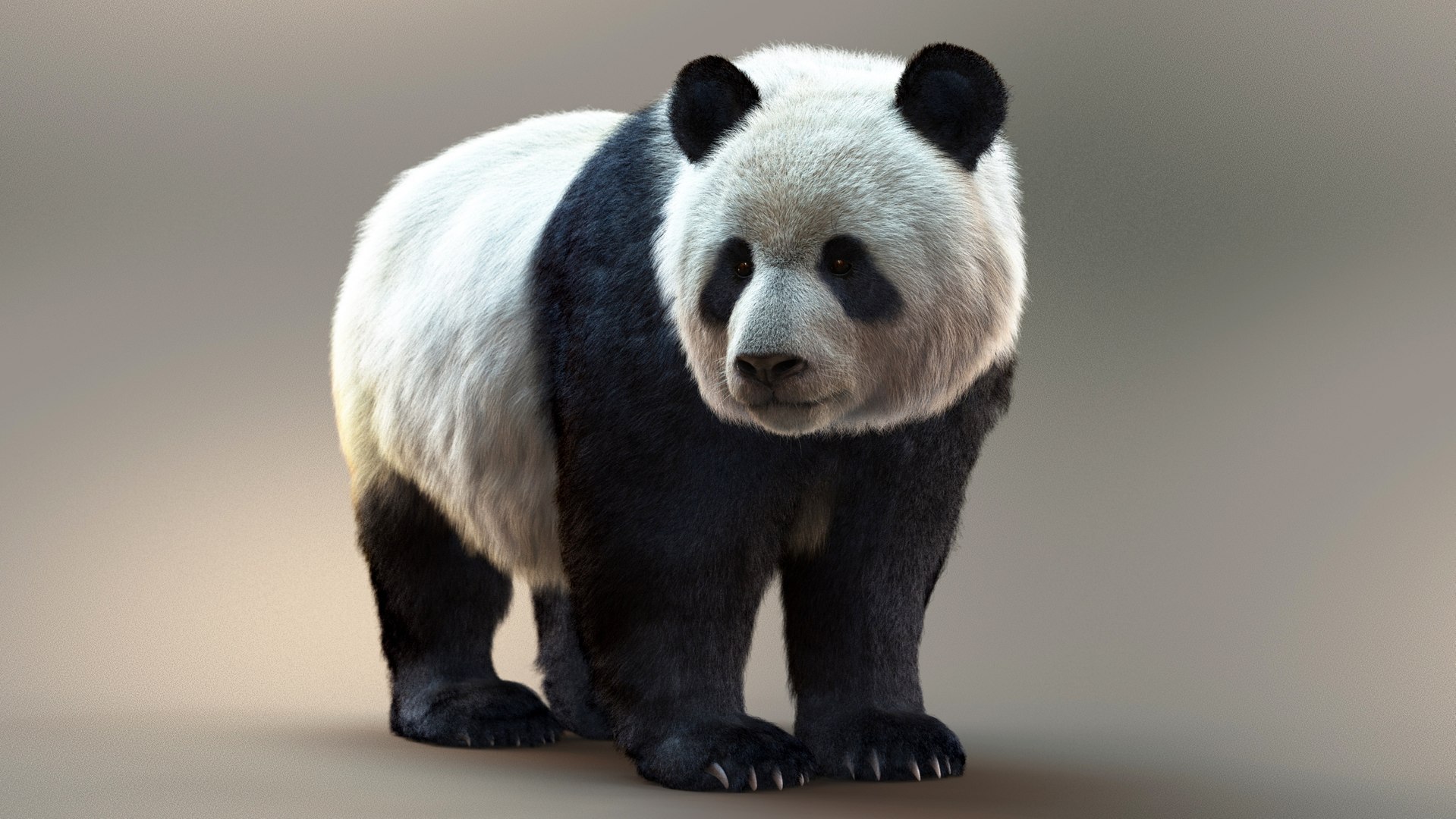 3D Giant Panda RIG XGEN-CORE - TurboSquid 2088821