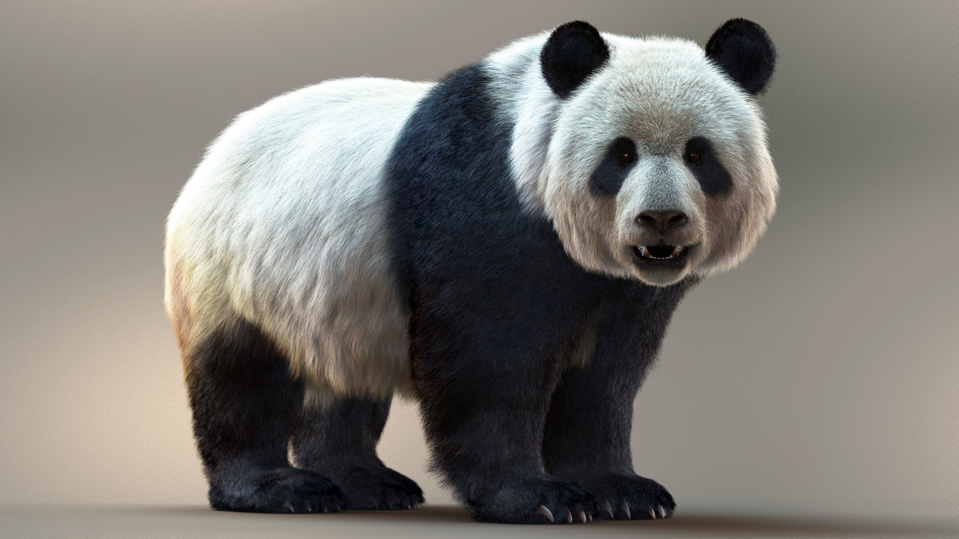3D Giant Panda RIG XGEN-CORE - TurboSquid 2088821
