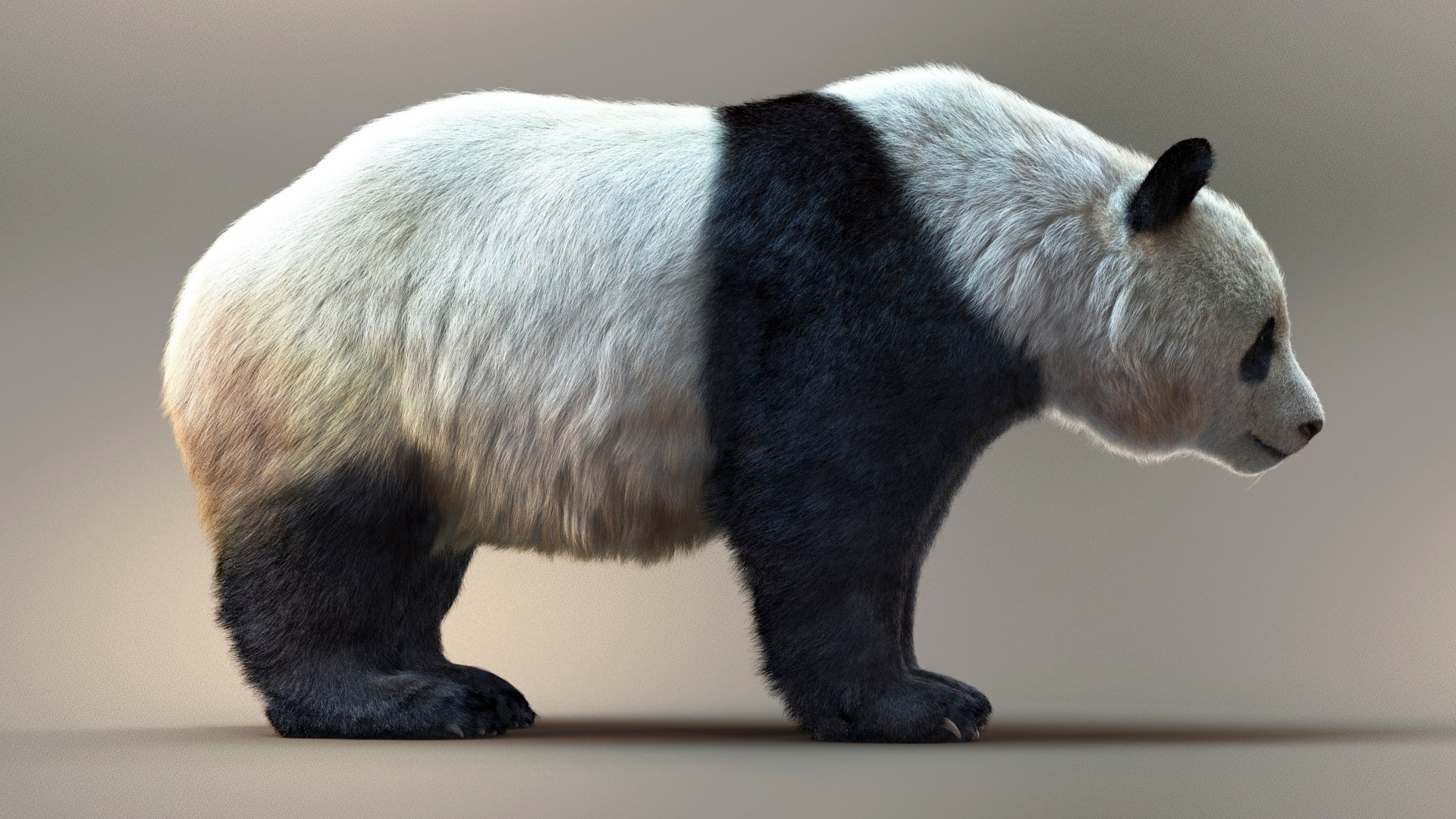 3D Giant Panda RIG XGEN-CORE - TurboSquid 2088821