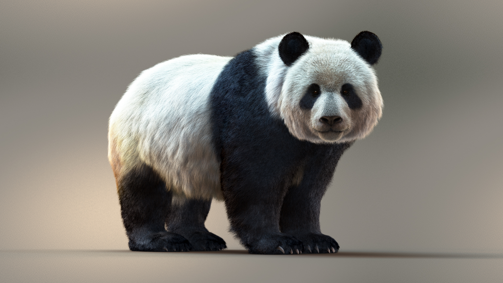 3D Giant Panda RIG XGEN-CORE - TurboSquid 2088821