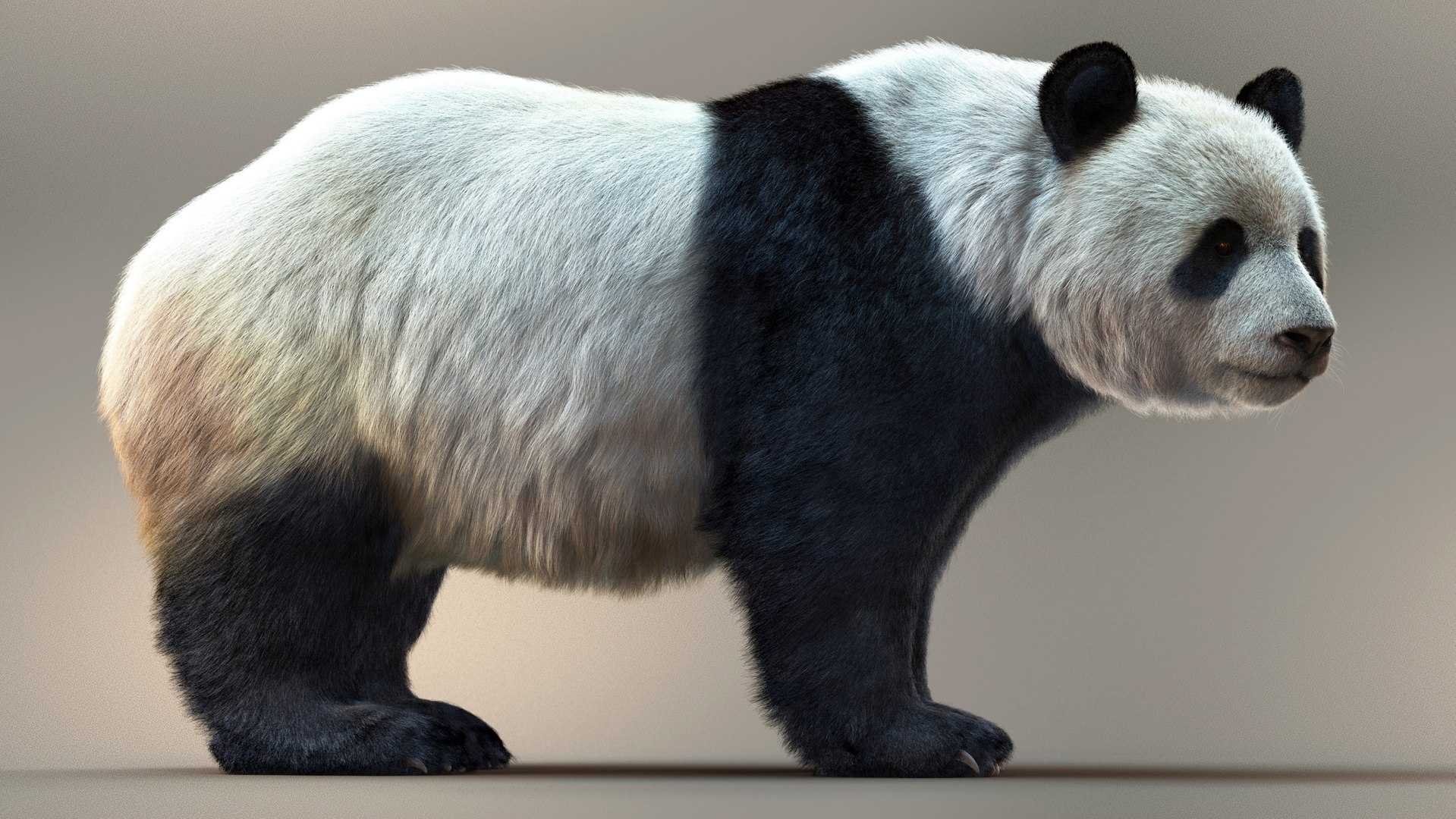 3D Giant Panda RIG XGEN-CORE - TurboSquid 2088821