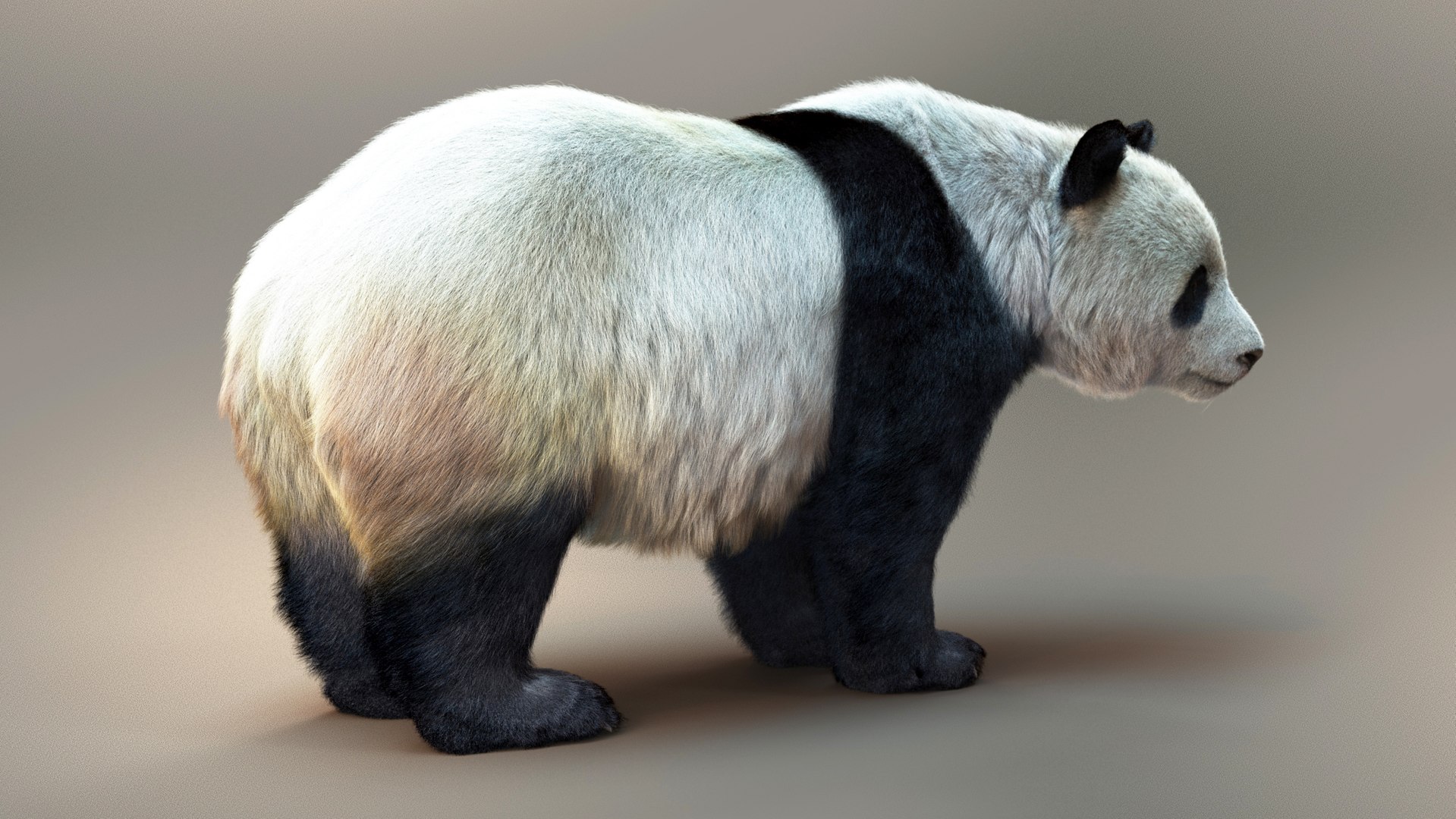 3D Giant Panda RIG XGEN-CORE - TurboSquid 2088821