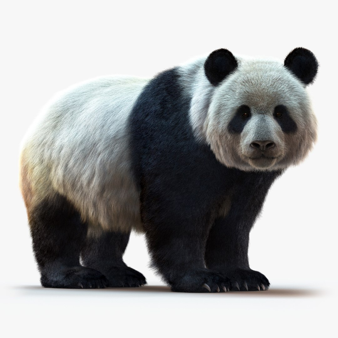 3D Giant Panda RIG XGEN-CORE - TurboSquid 2088821