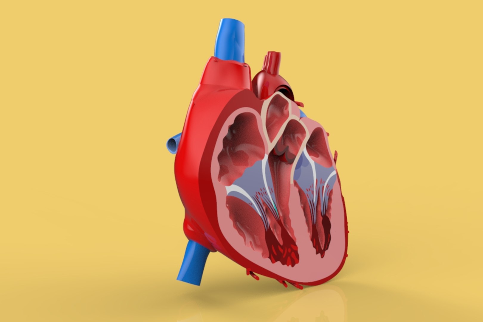 3D Model Humans Heart - TurboSquid 1485241