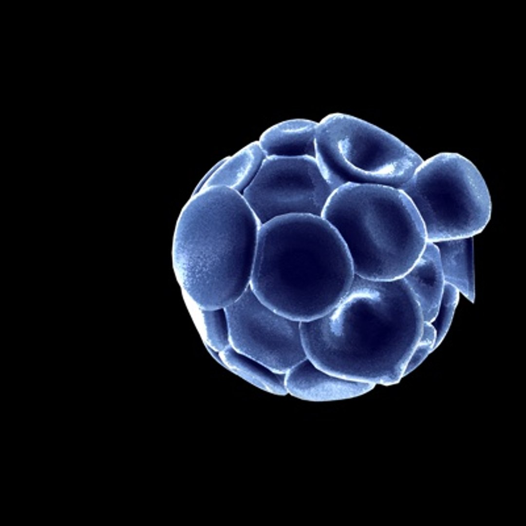 chromist science 3d model