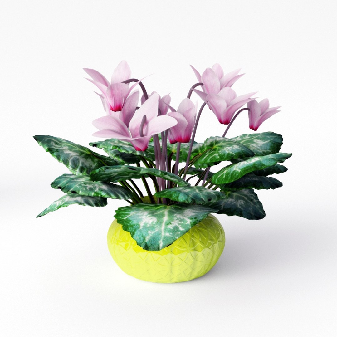 3d Realistic Cyclamen Model
