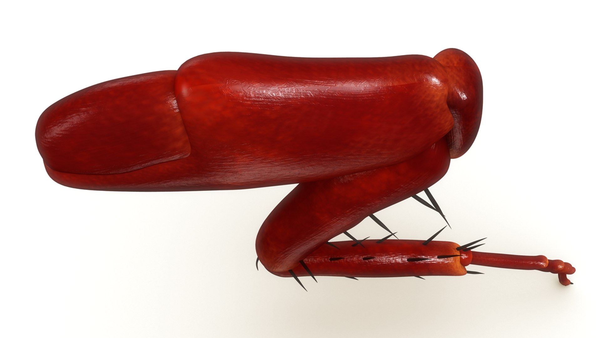 Cockroach Leg 3d Ma