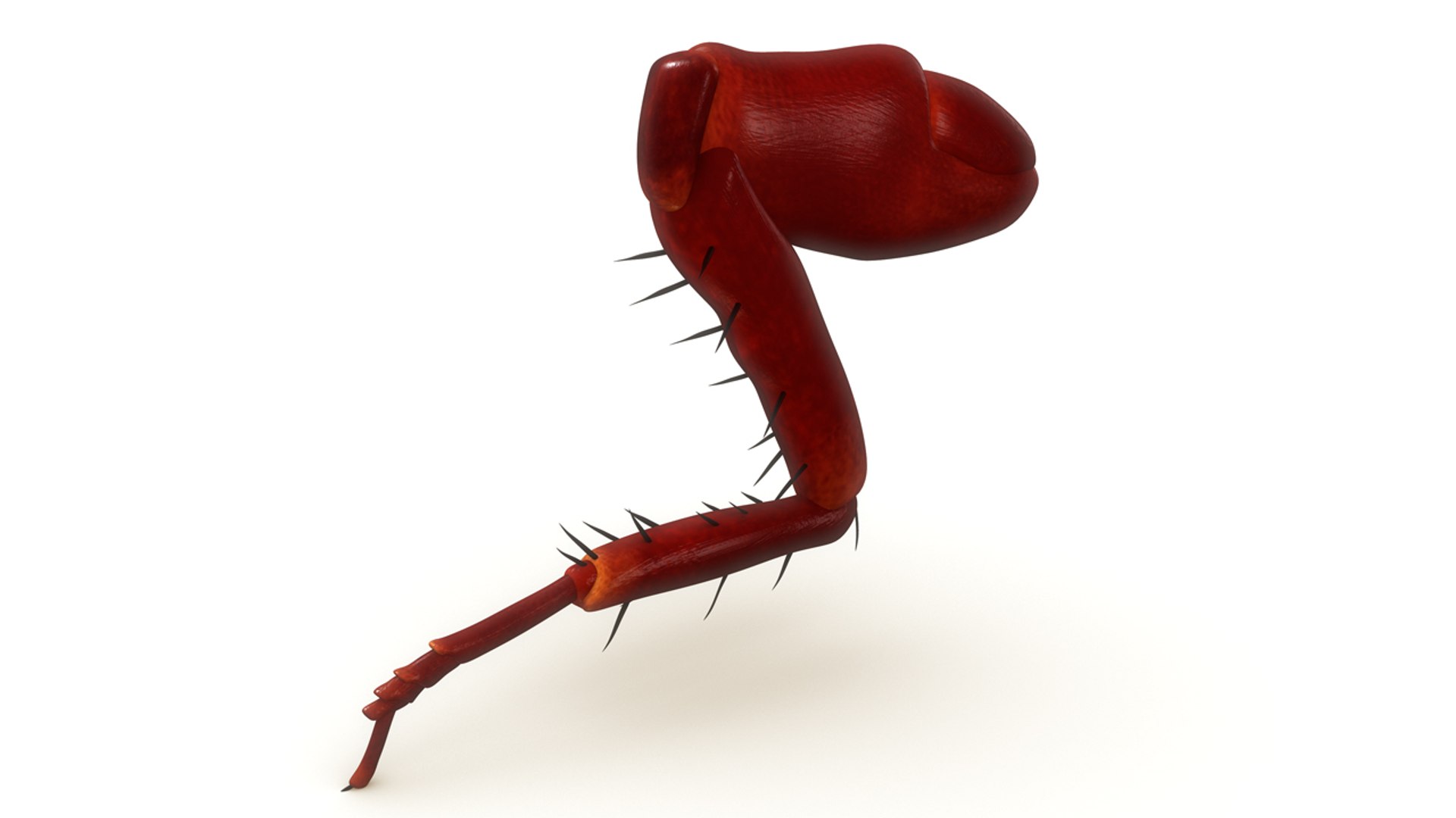Cockroach Leg 3d Ma