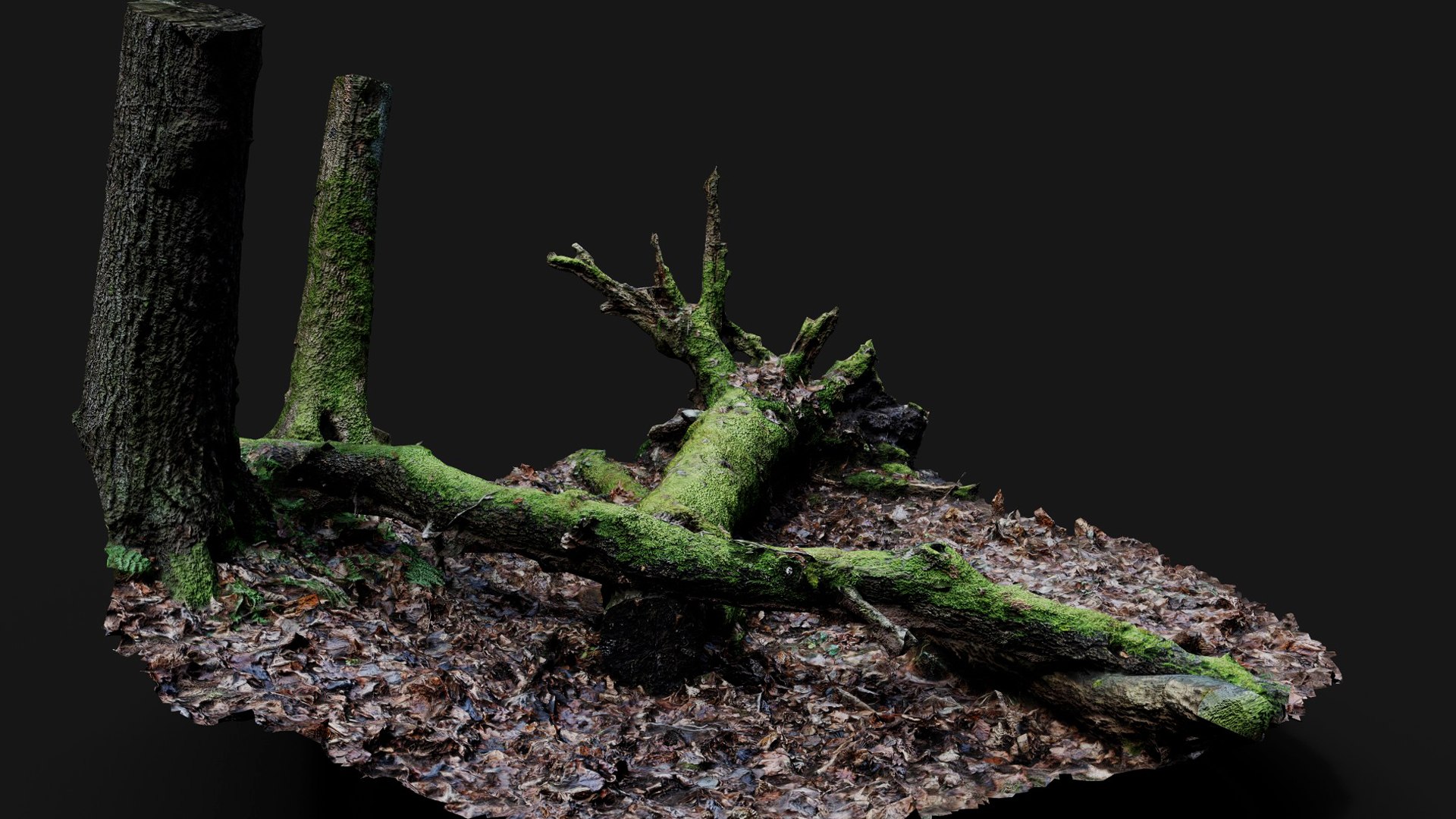 Forest Ground Tree Mossy Branches Debris Pt3 Photogrammetry 3D Model ...