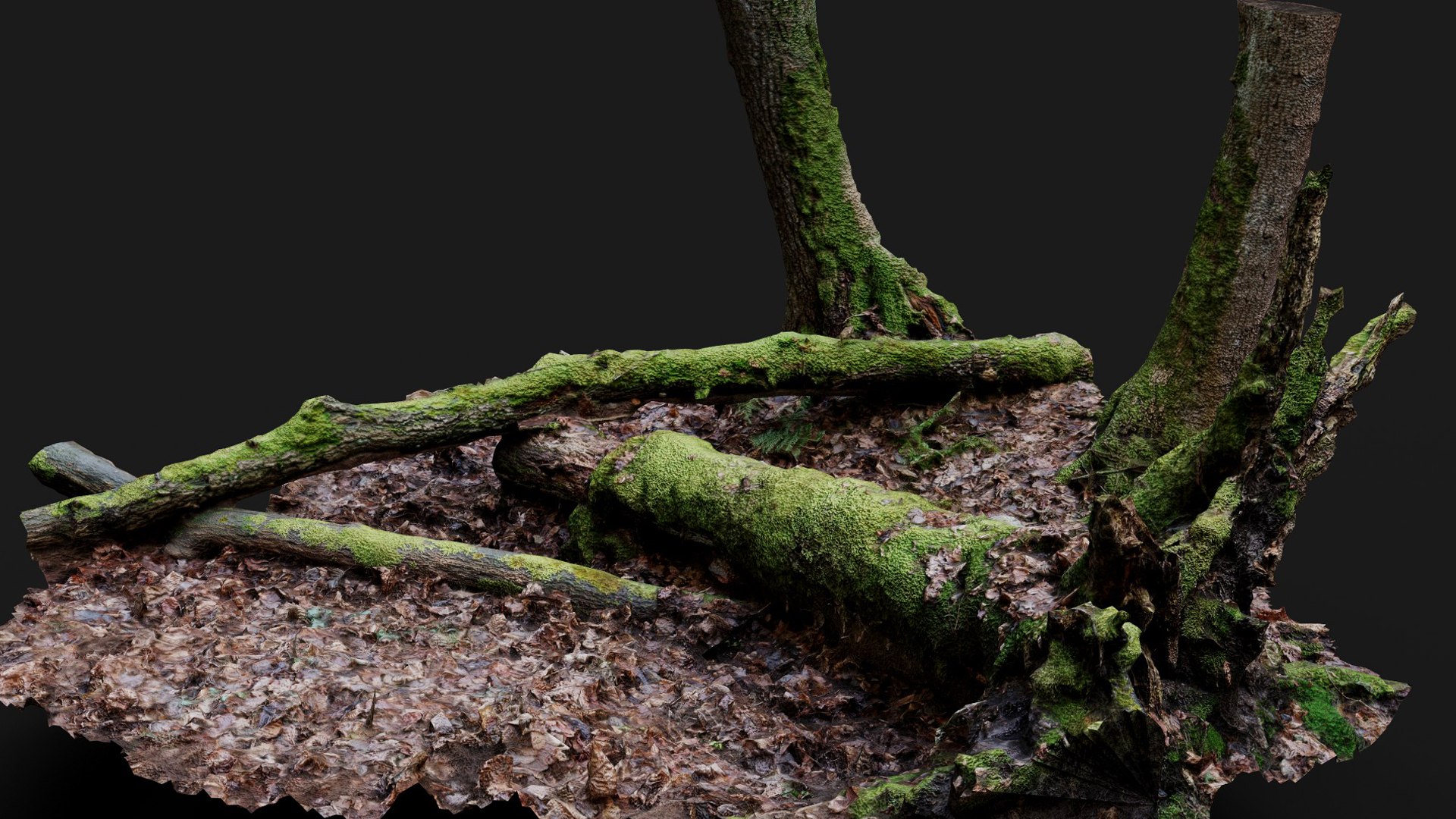 Forest Ground Tree Mossy Branches Debris Pt3 Photogrammetry 3D Model ...