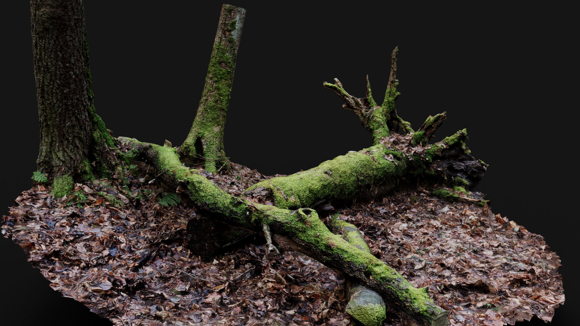 Forest Ground Tree Mossy Branches Debris Pt3 Photogrammetry 3D Model ...