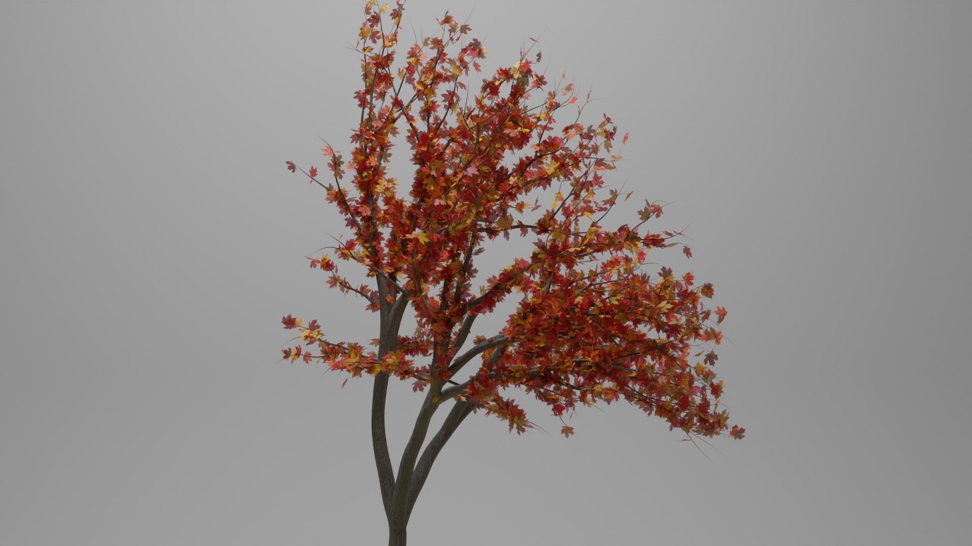 Free Maple 2 3D Model - TurboSquid 1937782
