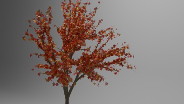Free maple 2 3D model - TurboSquid 1937782