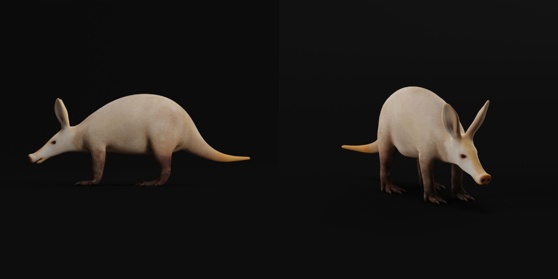 Aardvarks 3D Model - TurboSquid 2348490