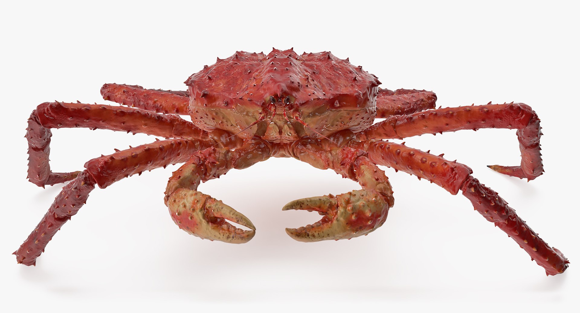 3D red king crab rigged - TurboSquid 1178182