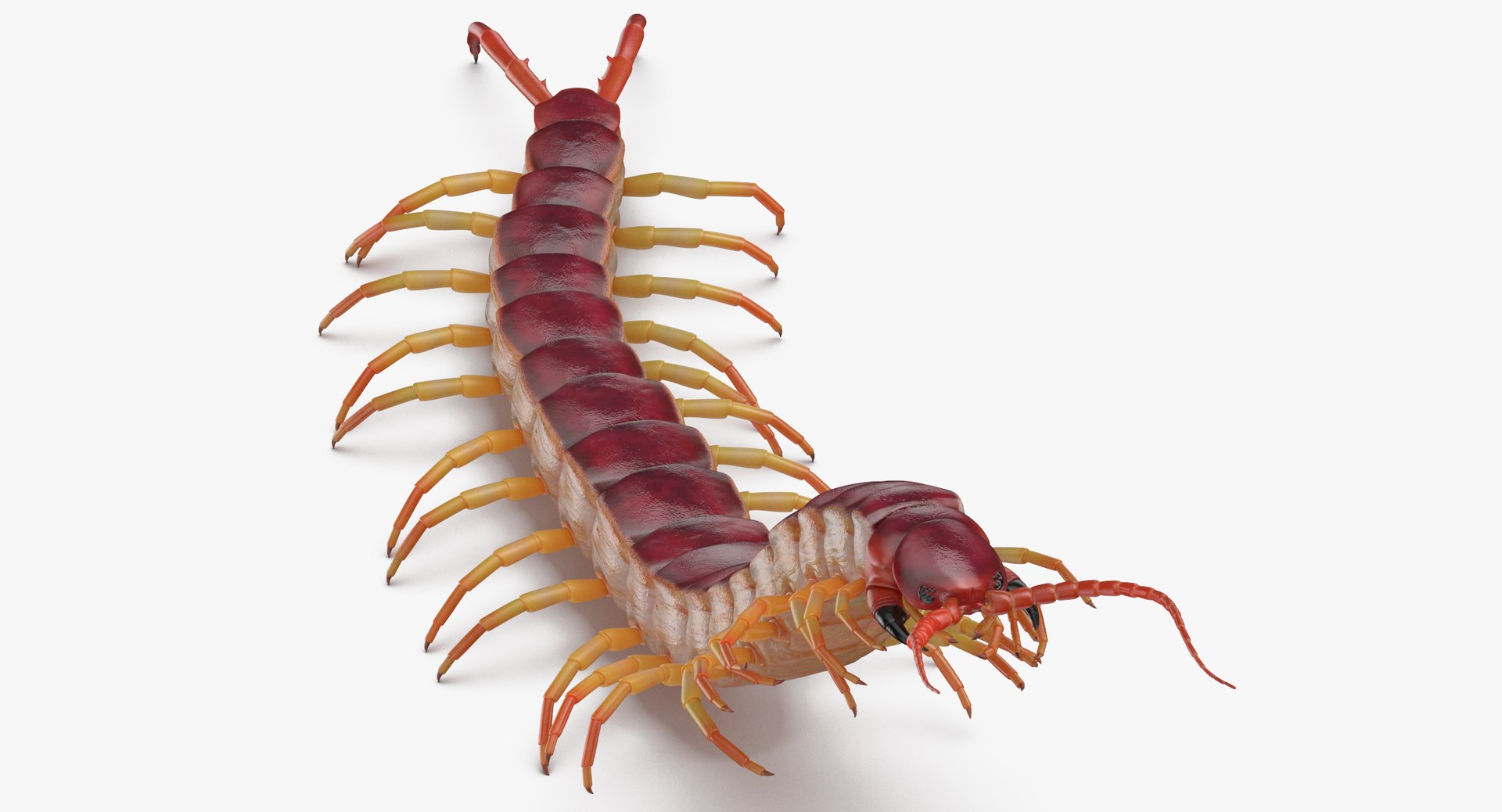 3D Centipede Standing Model - TurboSquid 1375569
