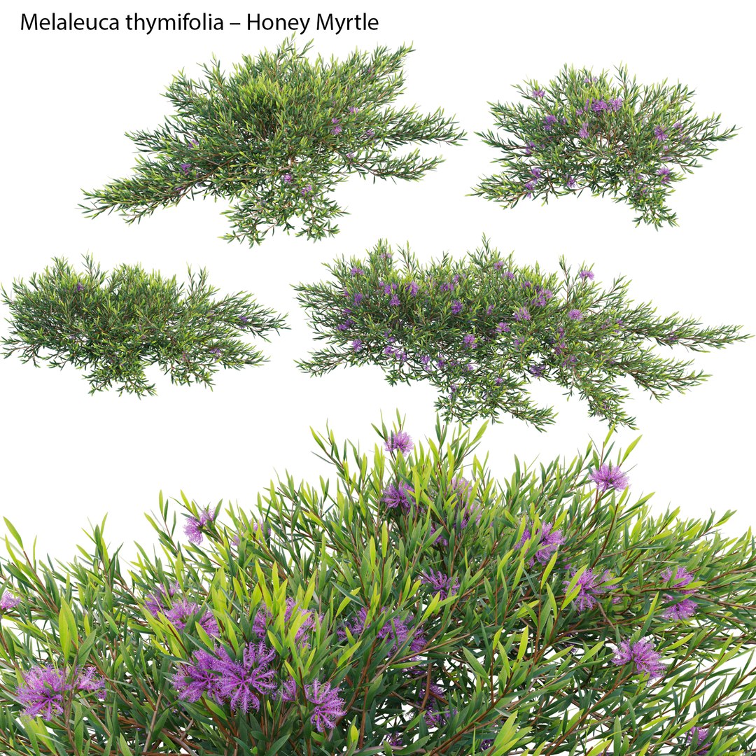 3D Melaleuca Thymifolia - Honey Myrtle - Thyme Honey Myrtle 02 Model ...