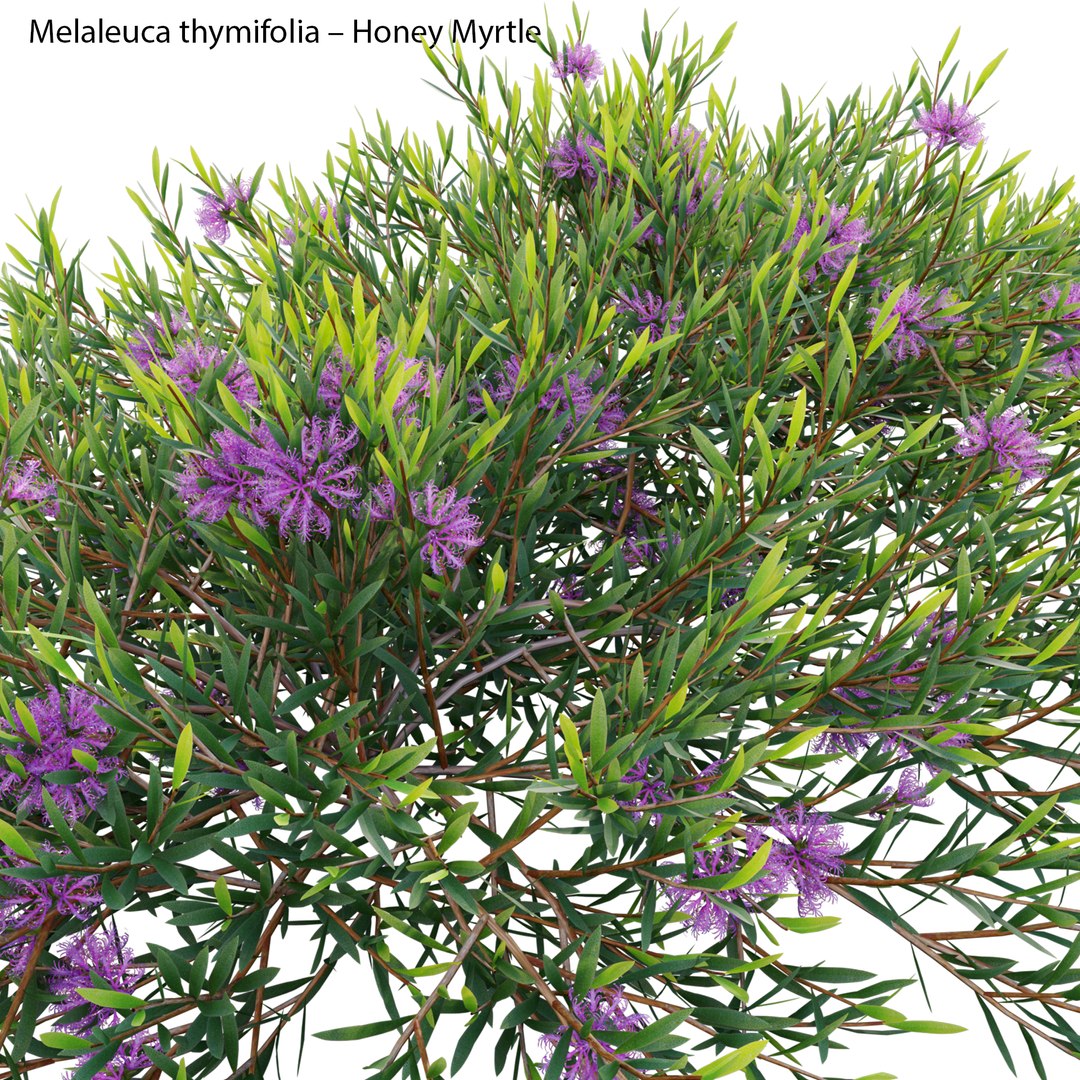 3D Melaleuca Thymifolia - Honey Myrtle - Thyme Honey Myrtle 02 Model ...