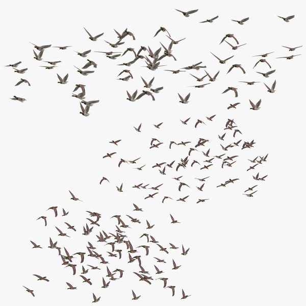 3D Flock Models | TurboSquid
