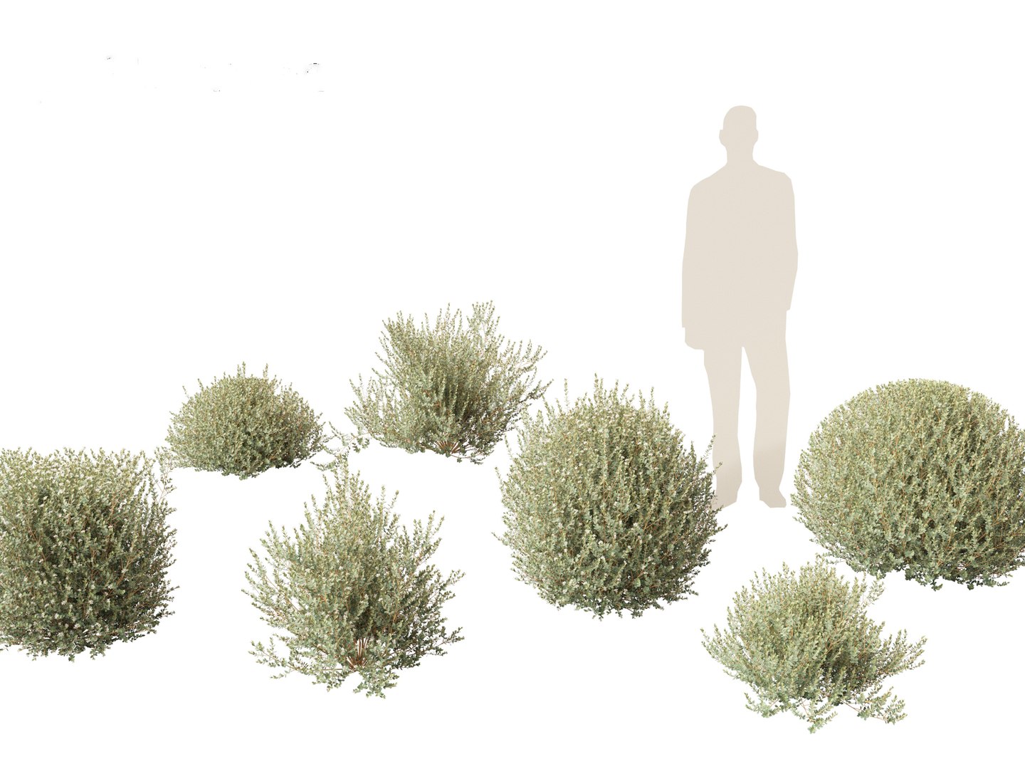 Correa Alba - White Correa 3D - TurboSquid 2120881