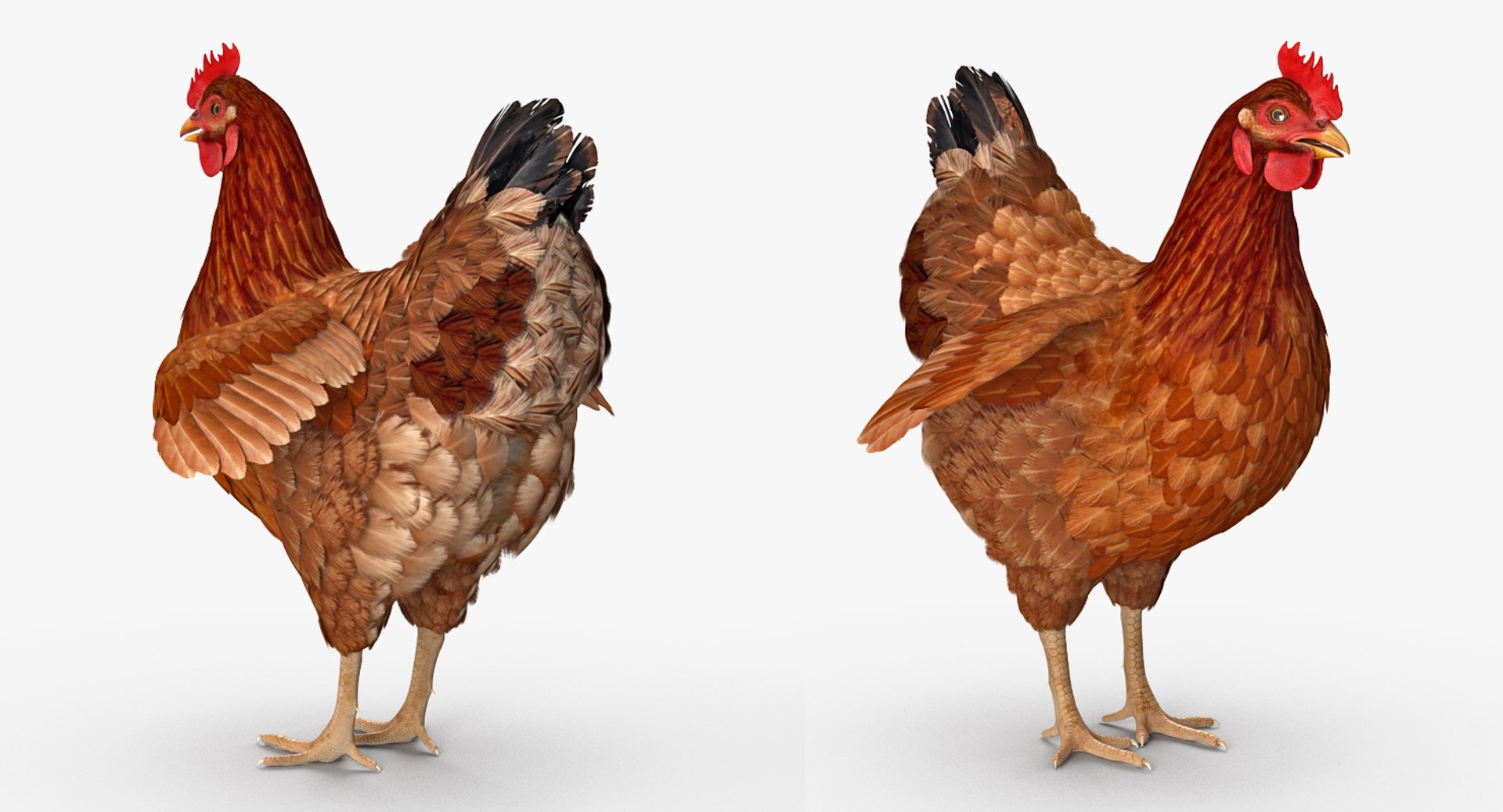 3D Rigged Chicken With Rollaway Nest Box Collection For Cinema 4D ...