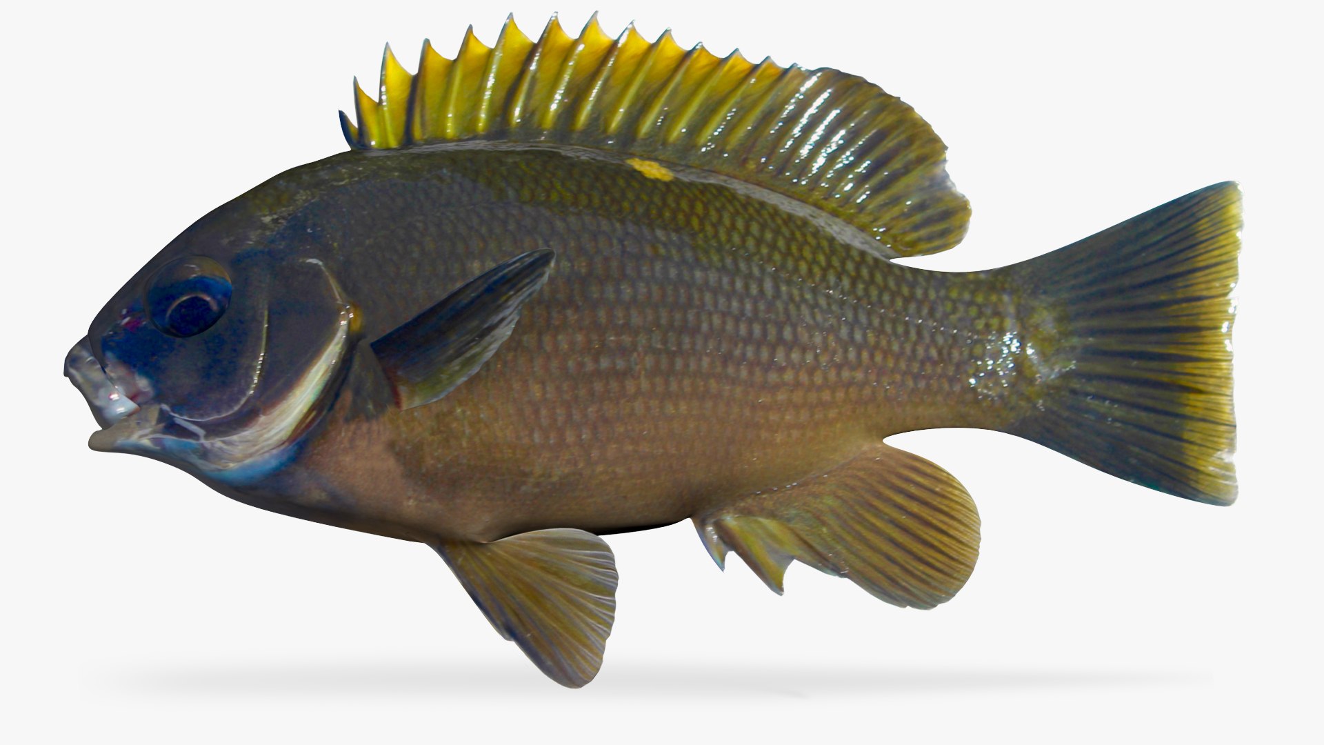 Opaleye 3D Model - TurboSquid 1739360