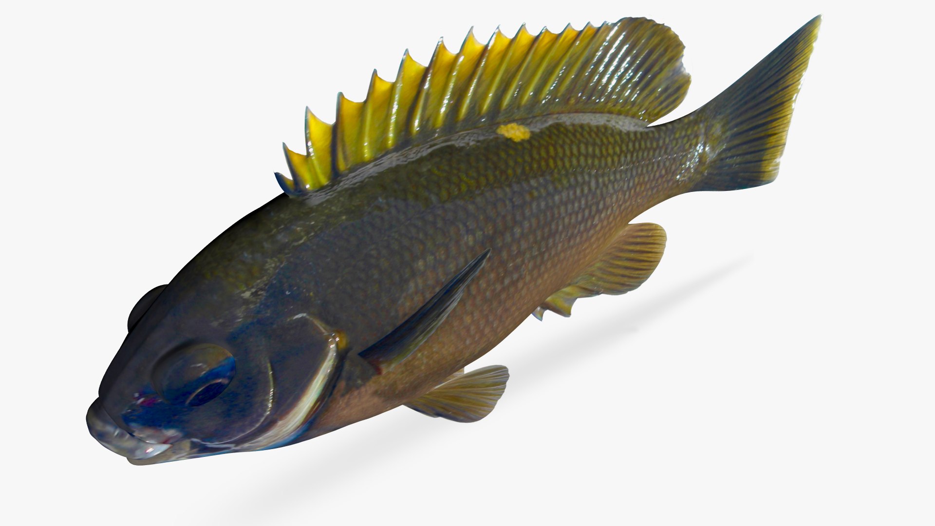 Opaleye 3D Model - TurboSquid 1739360