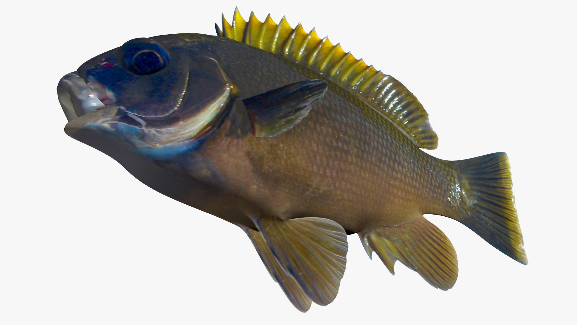 Opaleye 3D Model - TurboSquid 1739360