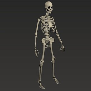 Human Skeleton Blender Models for Download | TurboSquid