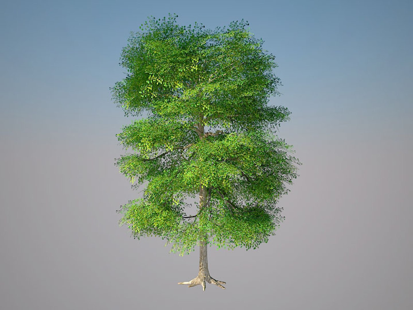 3d Tree Model