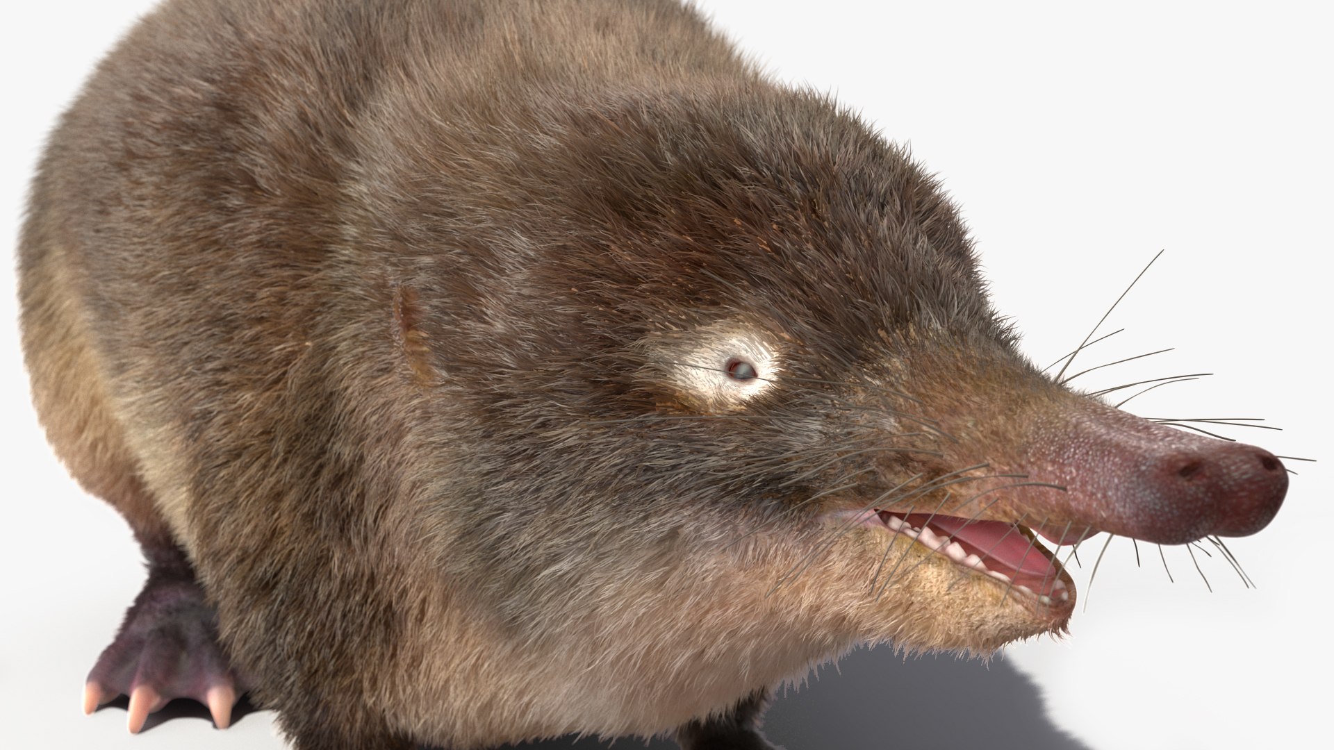 3D Desman Fur Model - TurboSquid 2185699