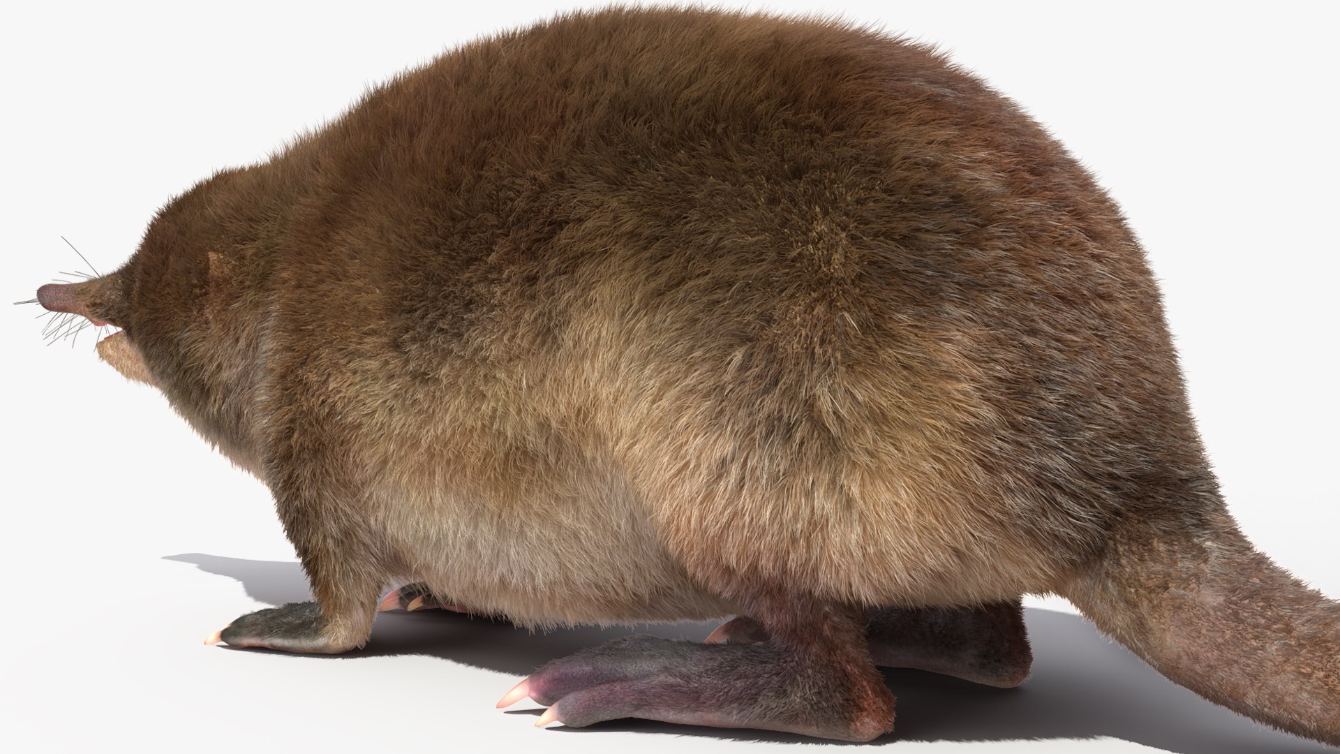 3D Desman Fur Model - TurboSquid 2185699