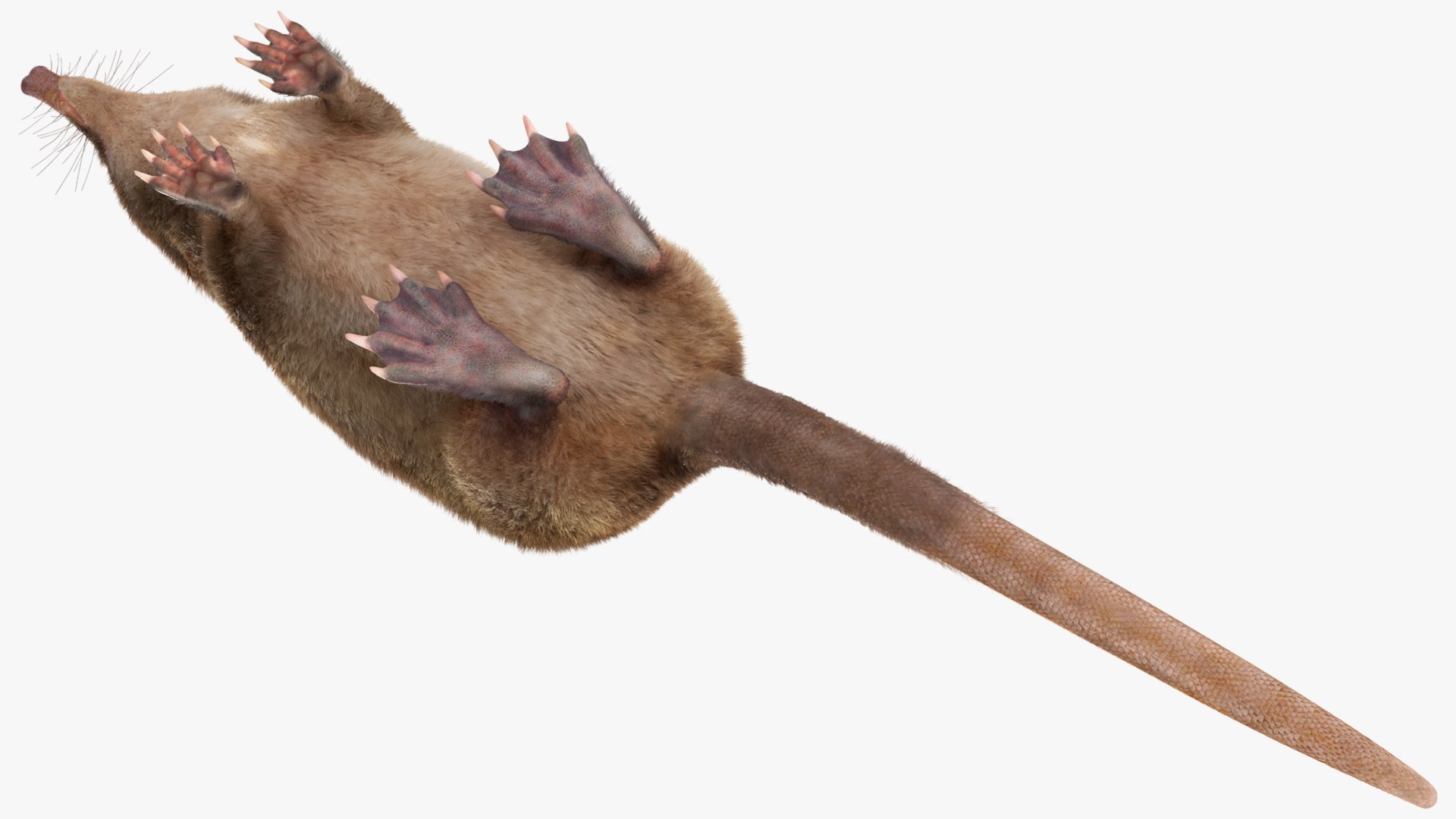 3D Desman Fur Model - TurboSquid 2185699