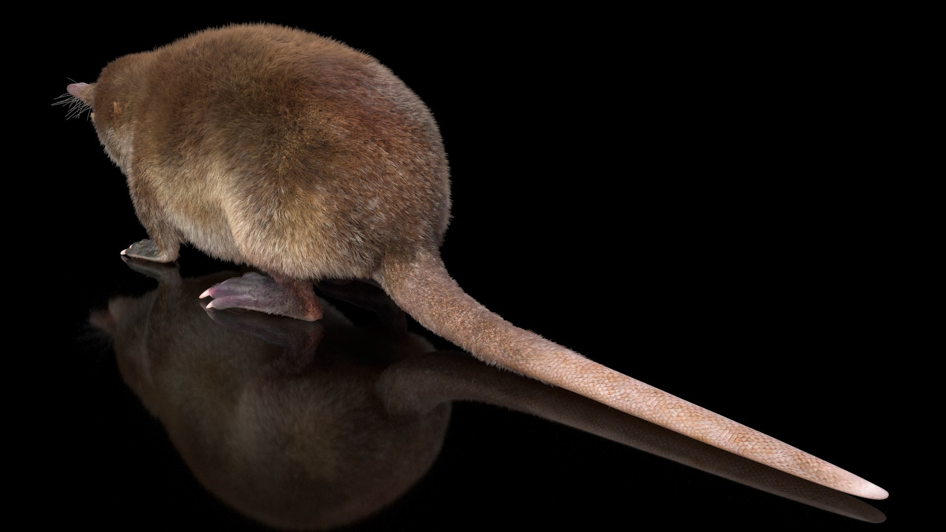 3D Desman Fur Model - TurboSquid 2185699