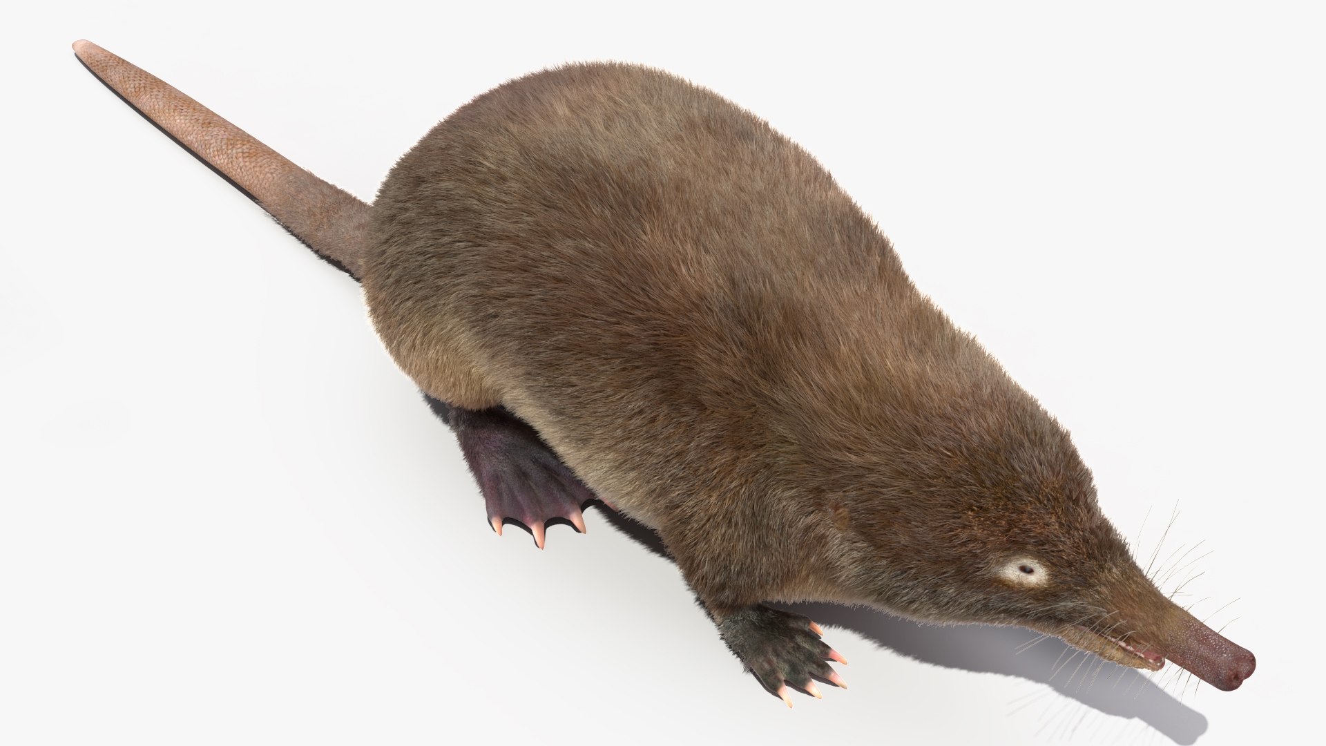 3D Desman Fur Model - TurboSquid 2185699