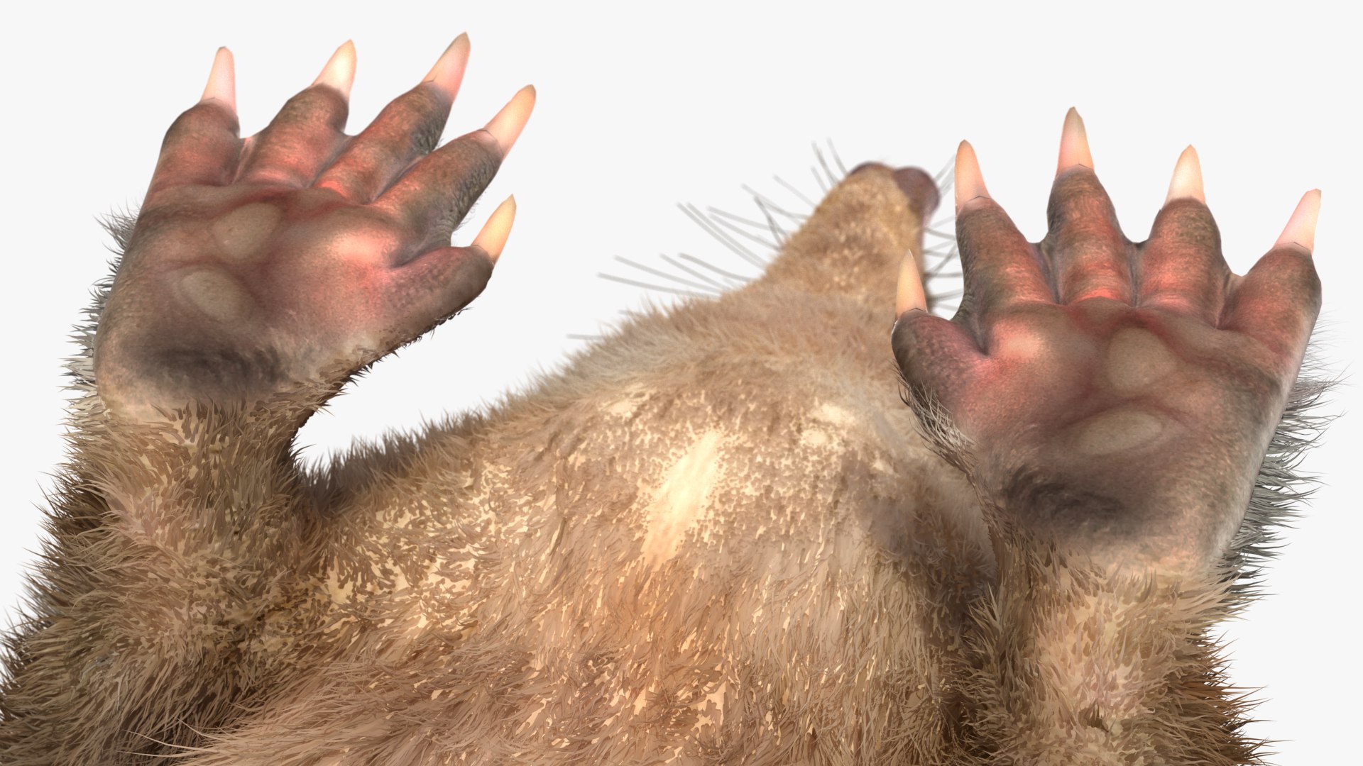 3D Desman Fur Model - TurboSquid 2185699