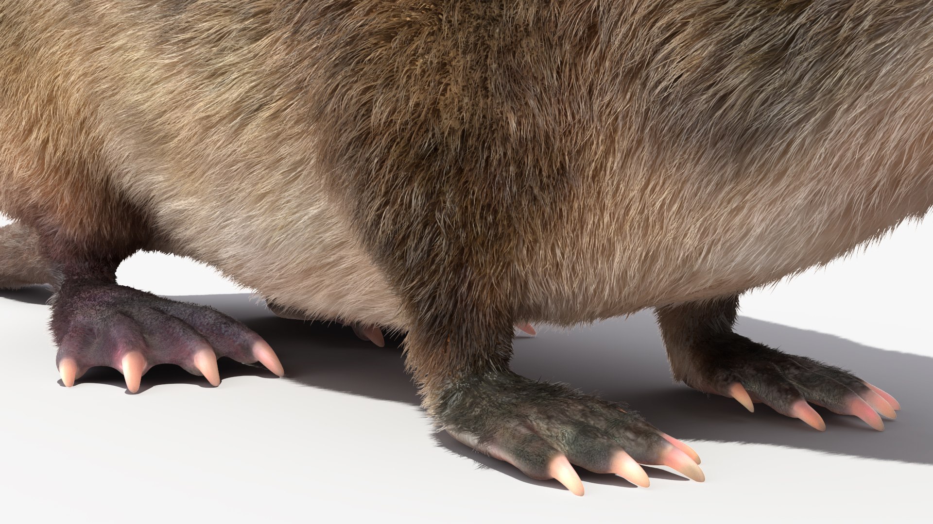 3D Desman Fur Model - TurboSquid 2185699