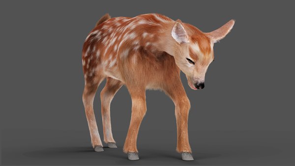 Fur Fawn Deer Rigged and Animated Blender 3D - TurboSquid 1979476
