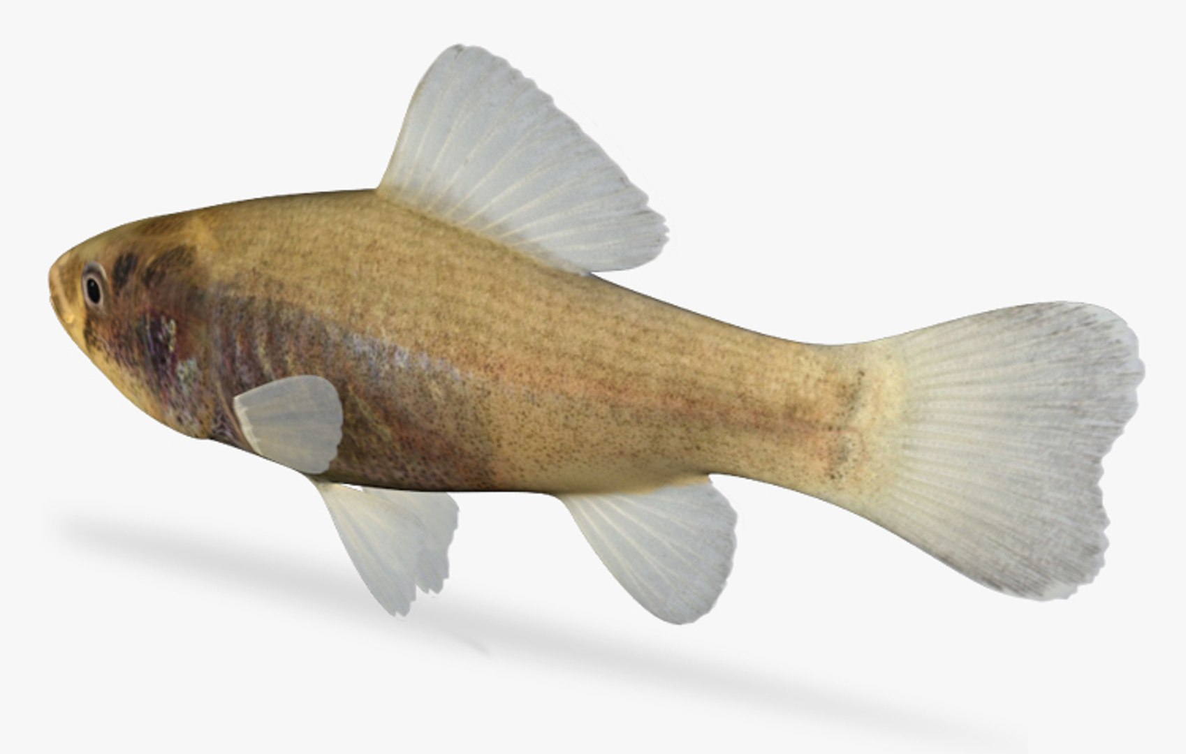 aphredoderus sayanus pirate perch 3d x