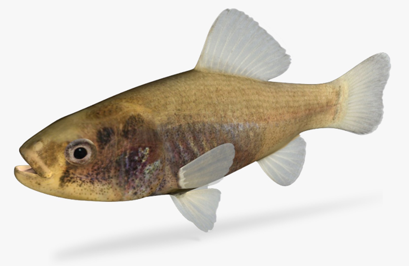 aphredoderus sayanus pirate perch 3d x