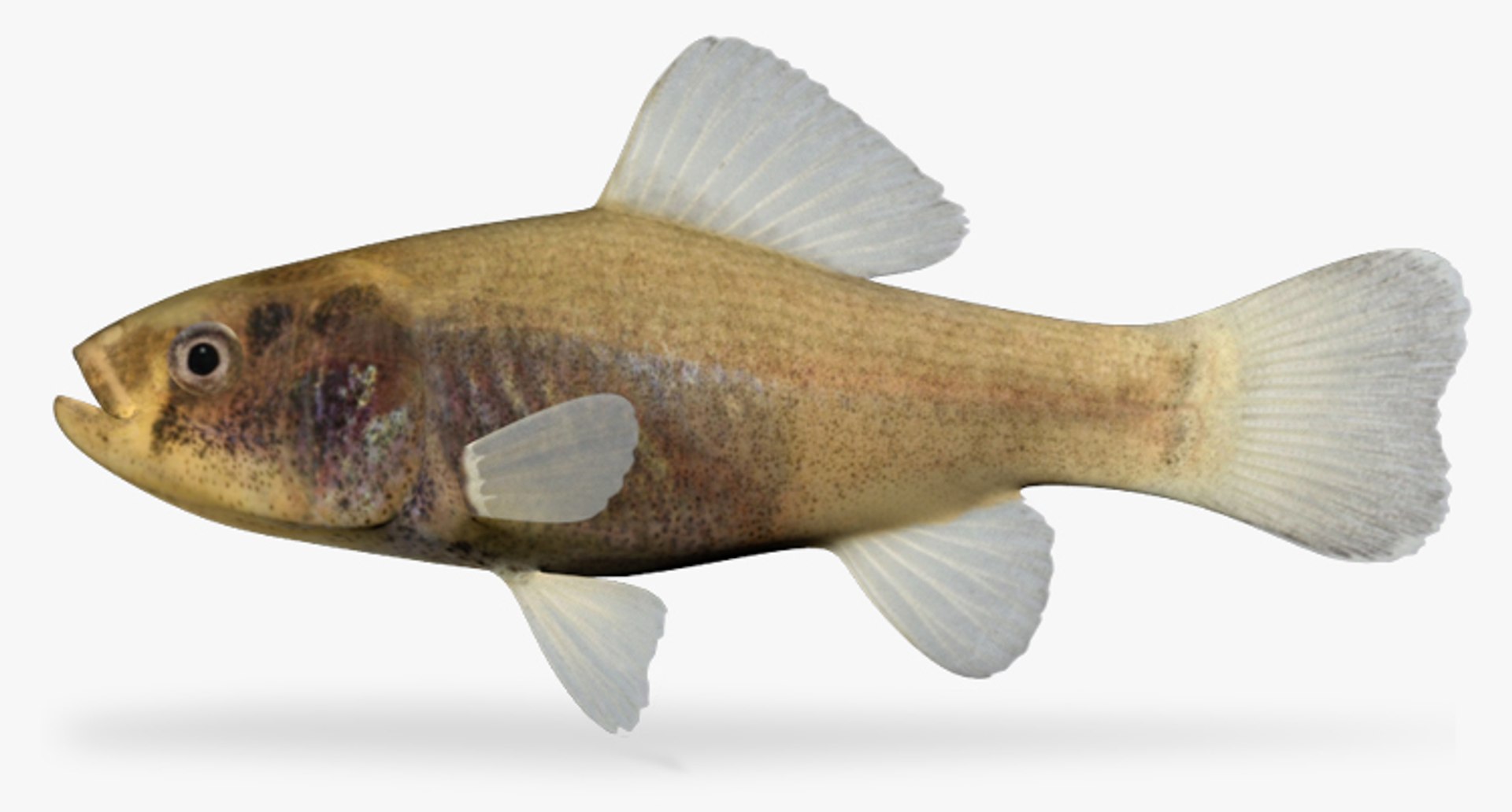 aphredoderus sayanus pirate perch 3d x