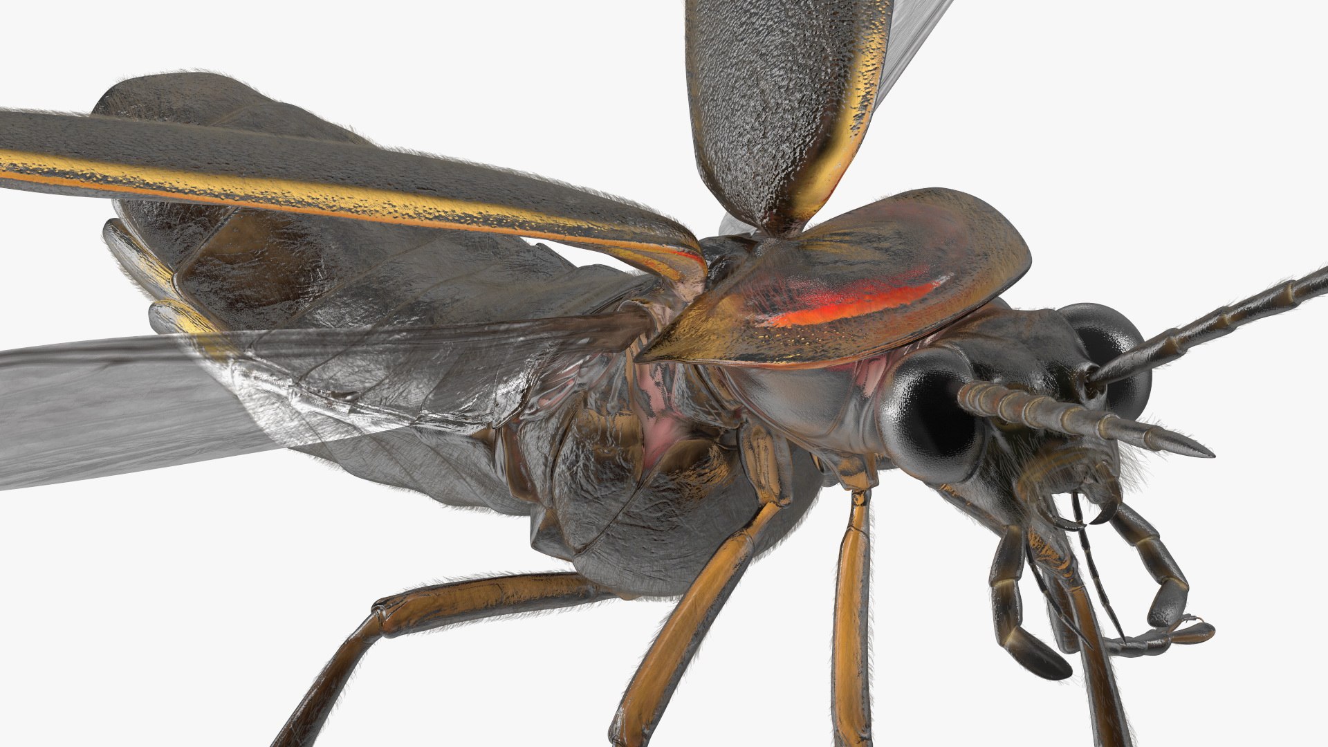 3D Big Dipper Firefly Standing Pose Fur Model - TurboSquid 2171882