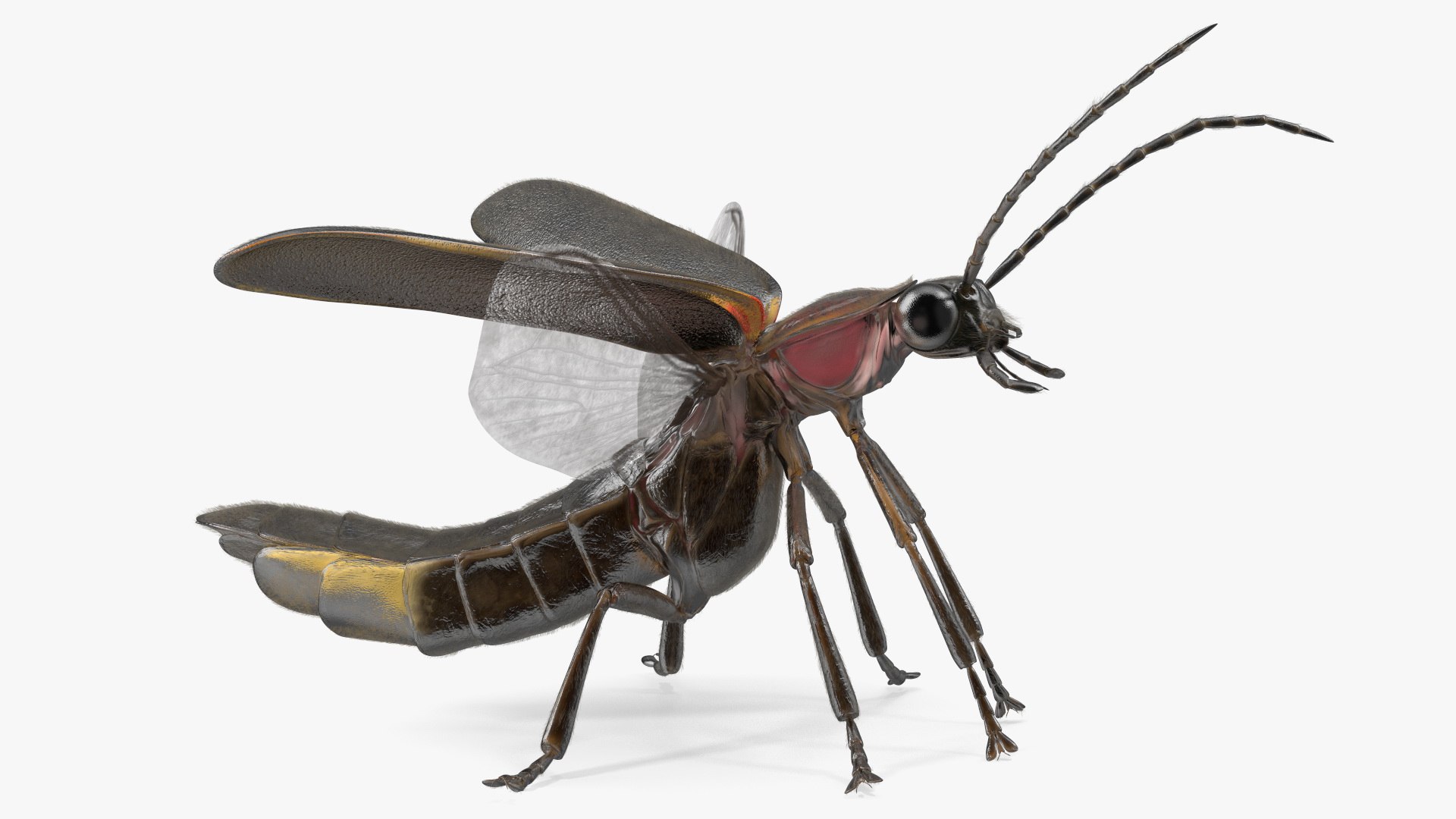 3D Big Dipper Firefly Standing Pose Fur Model - TurboSquid 2171882