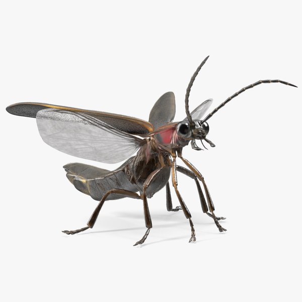 3D Firefly Models | TurboSquid