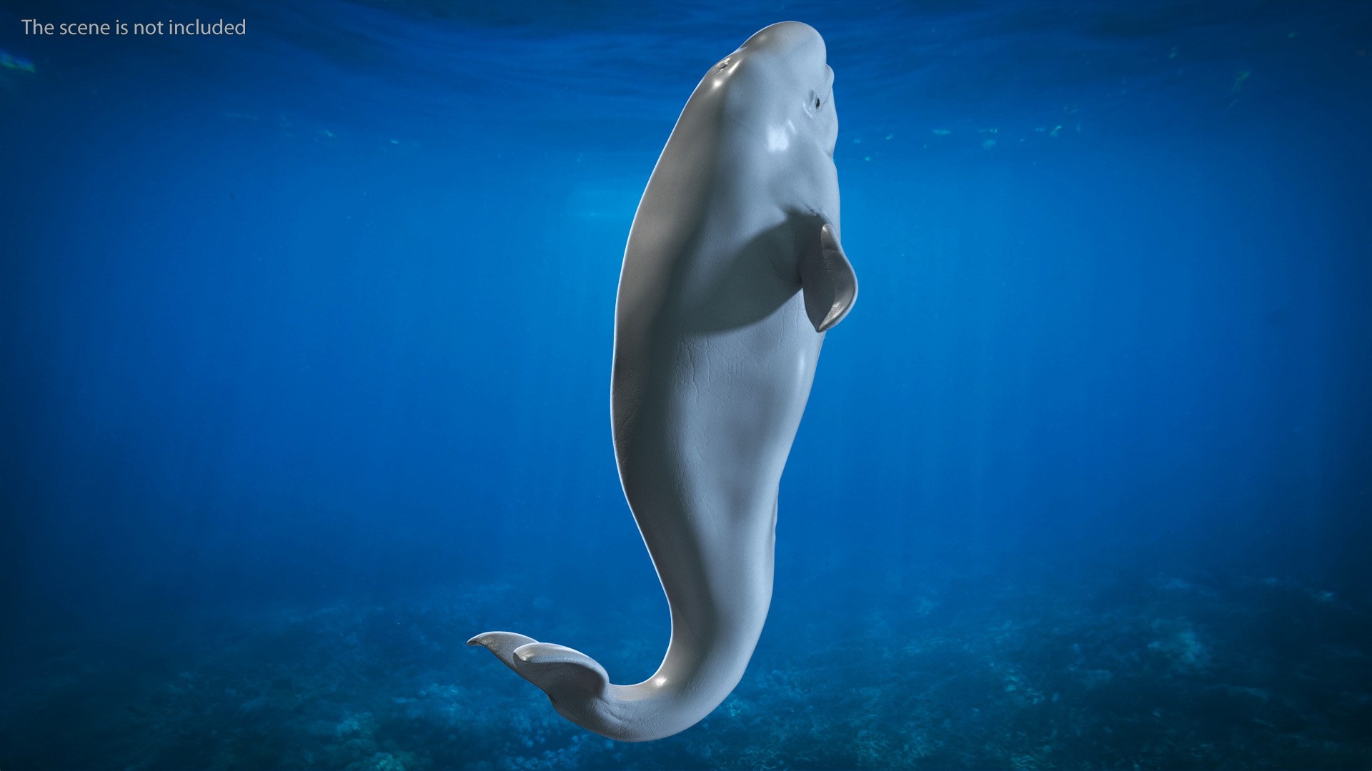 Beluga Whale Young Performance Pose 3D - TurboSquid 2027963