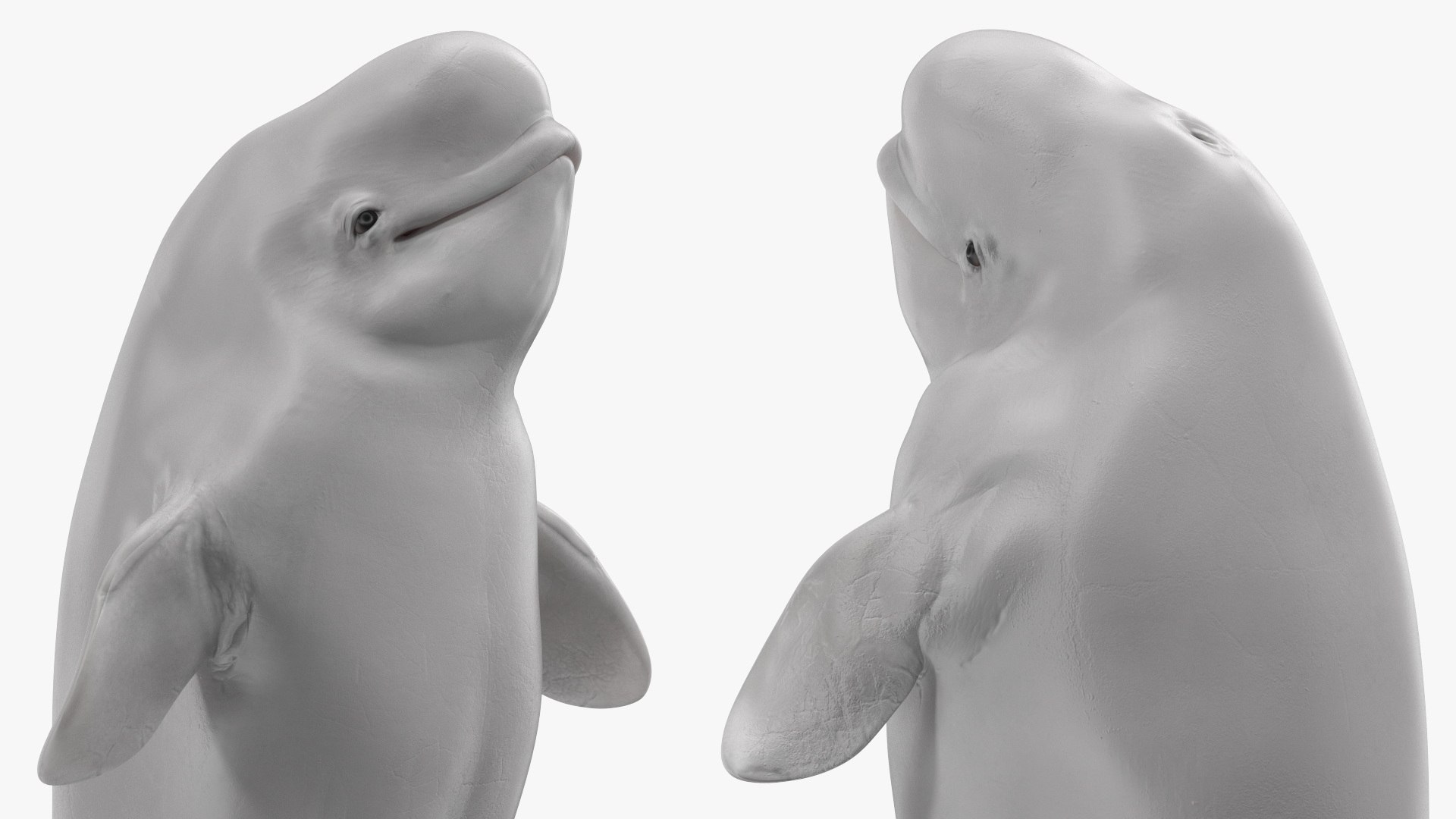 Beluga Whale Young Performance Pose 3D - TurboSquid 2027963