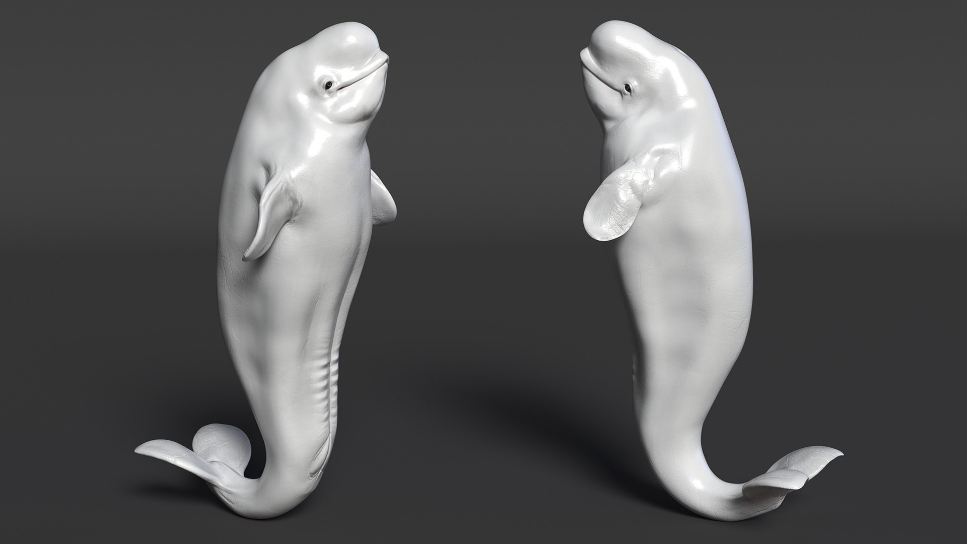 Beluga Whale Young Performance Pose 3D - TurboSquid 2027963