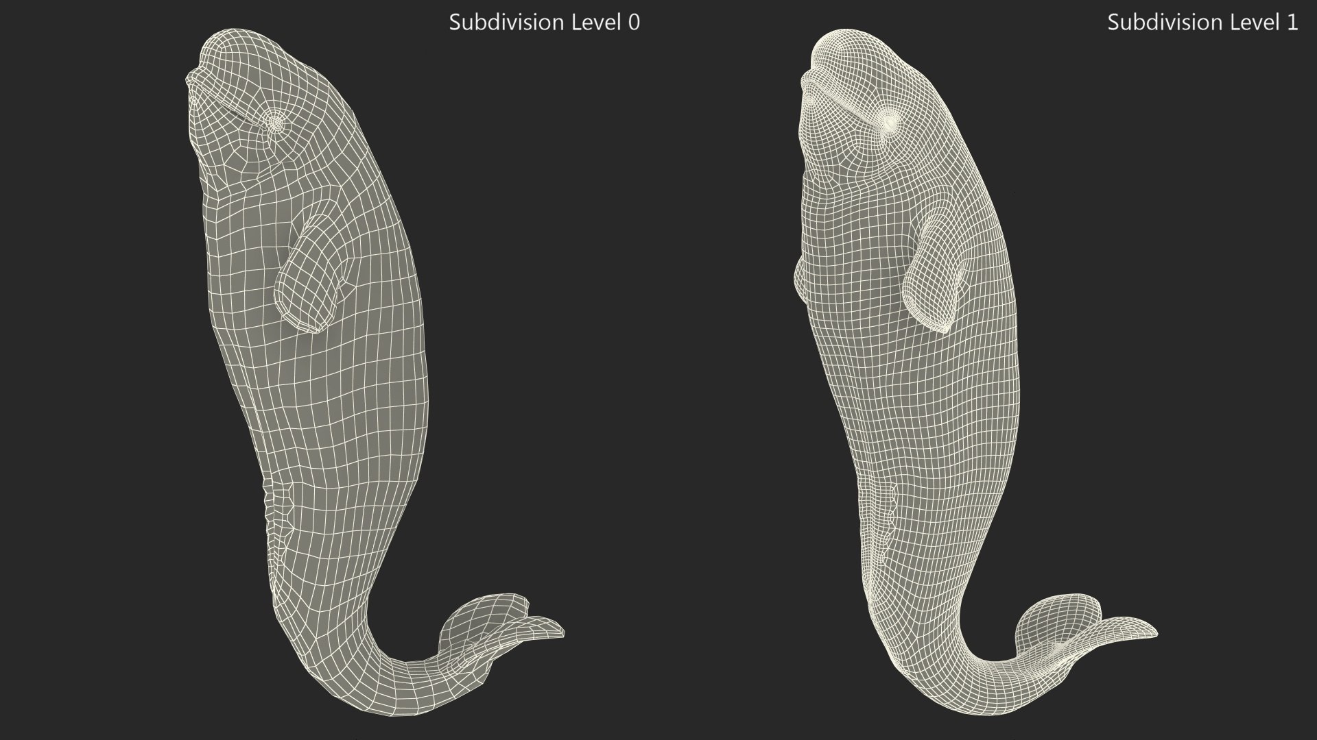 Beluga Whale Young Performance Pose 3D - TurboSquid 2027963