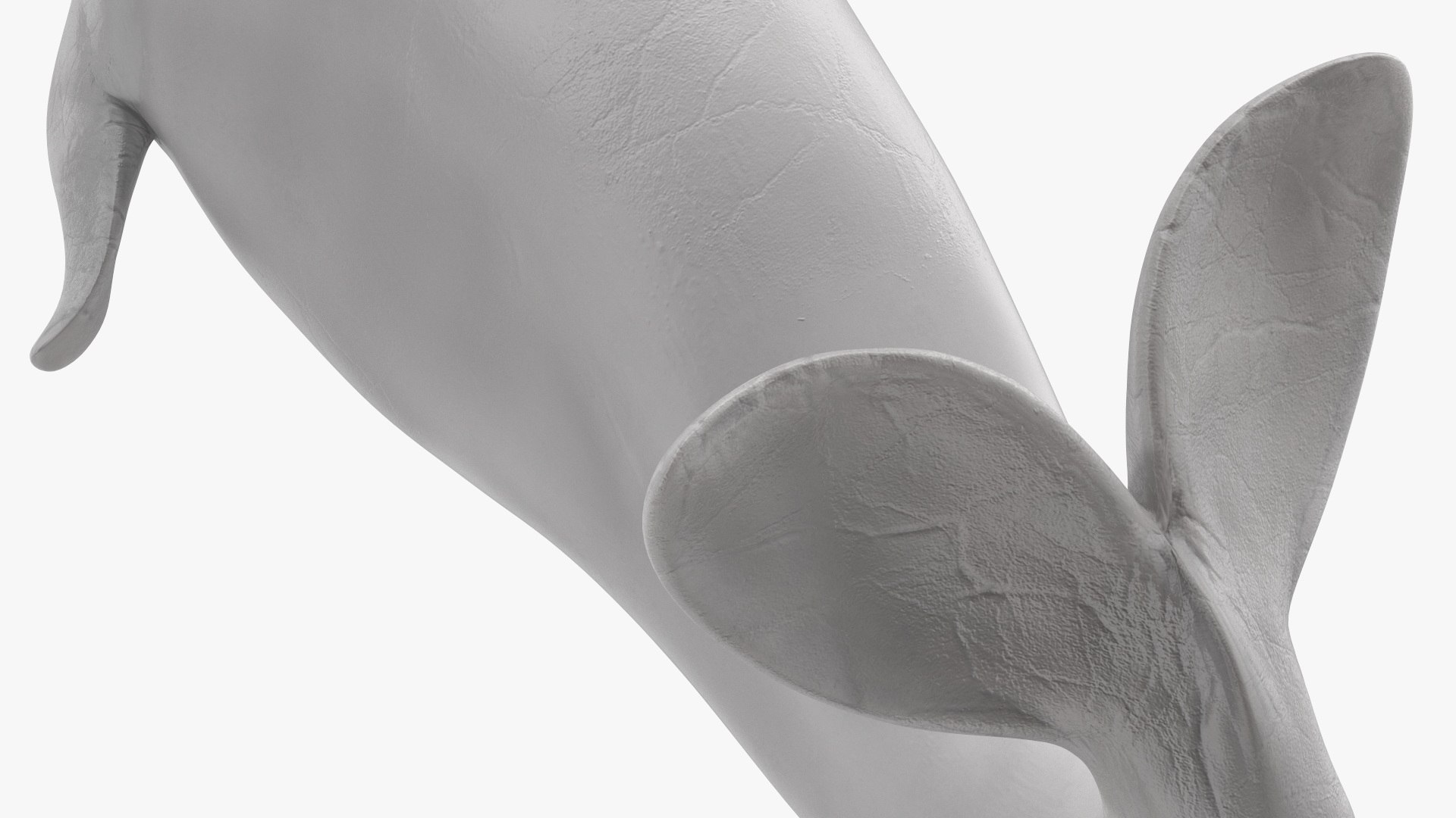 Beluga Whale Young Performance Pose 3D - TurboSquid 2027963